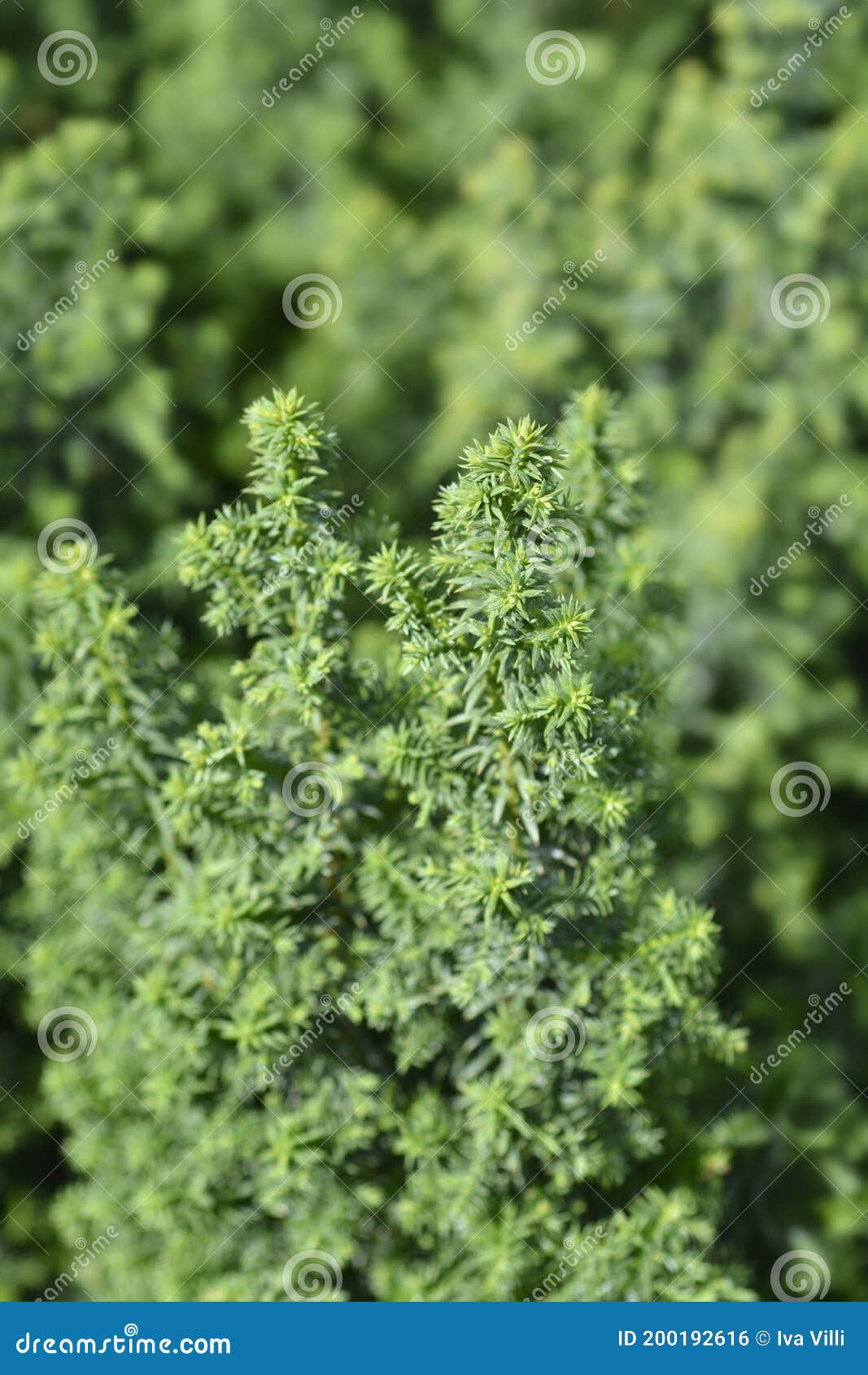 Top Point Atlantic White Cypress Stock Photo - Image of leaf, botany ...