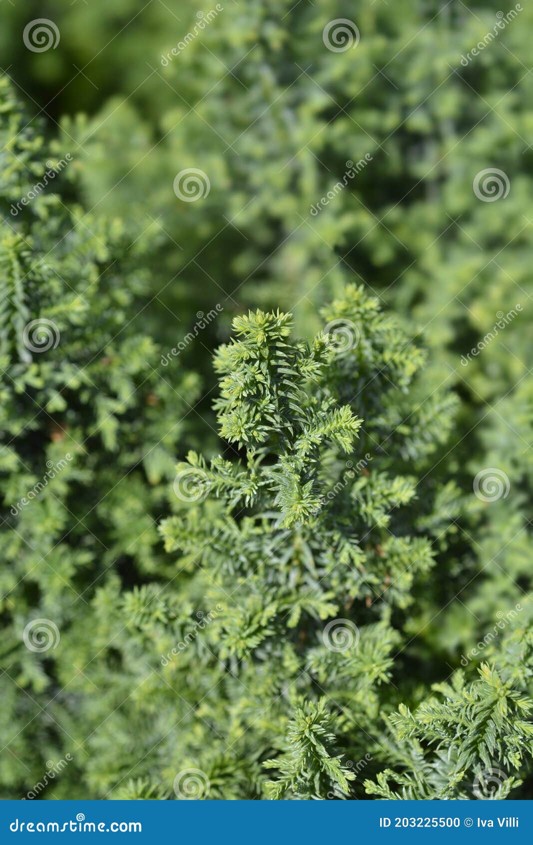 Top Point Atlantic White Cypress Stock Photo - Image of southern ...