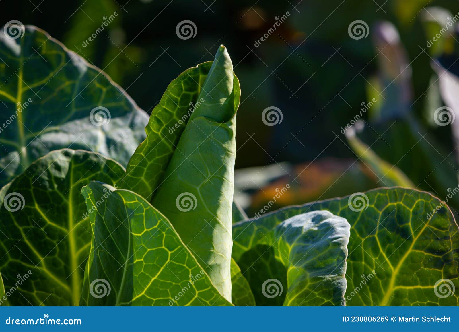 Top of a Pointed Cabbage Plant Stock Image - Image of outdoors, farming ...