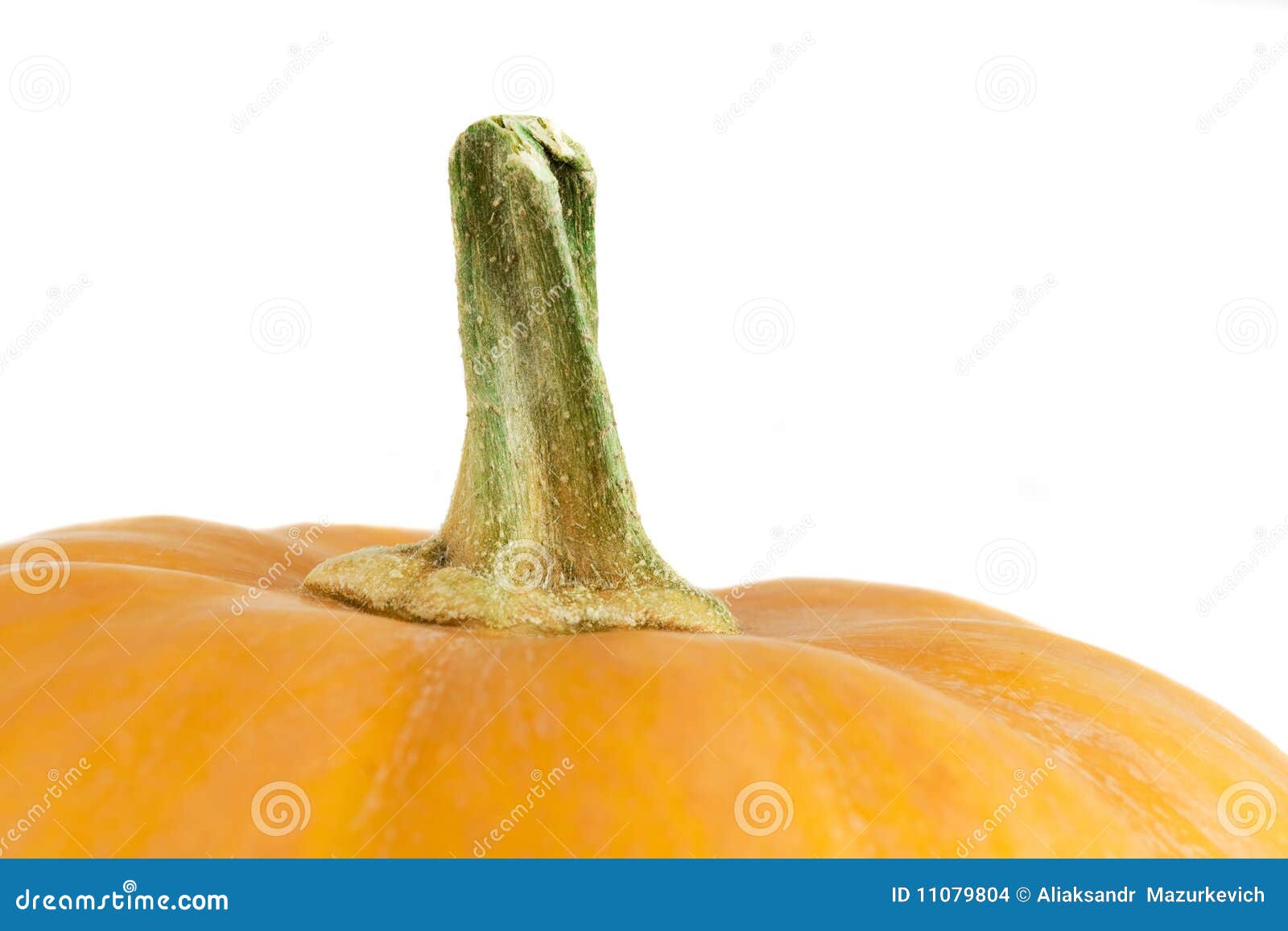 Top of pumpkin stock photo. Image of november, natural - 11079804