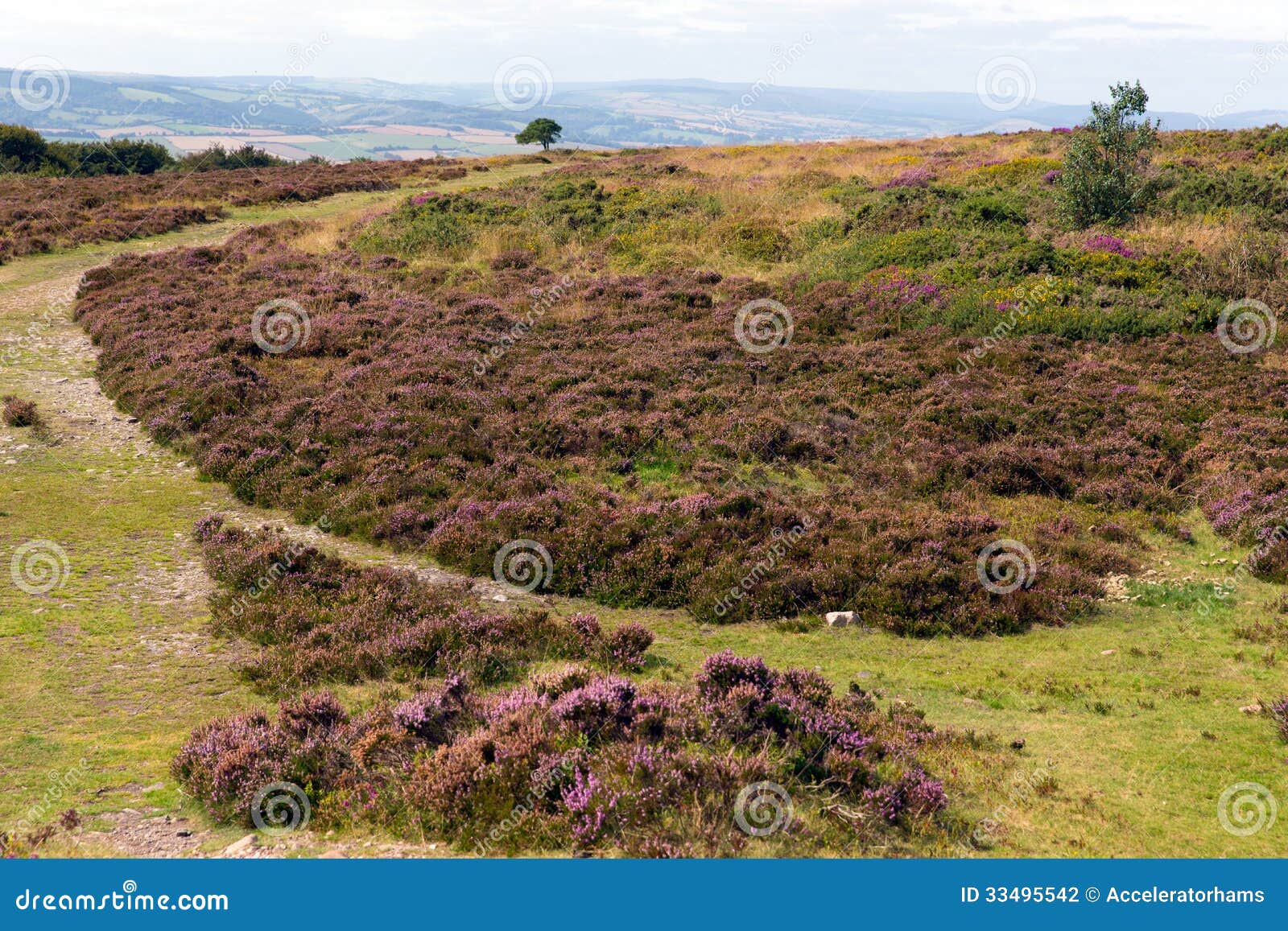 Top of Quantock Hills Somerset England Stock Photo - Image of hills ...