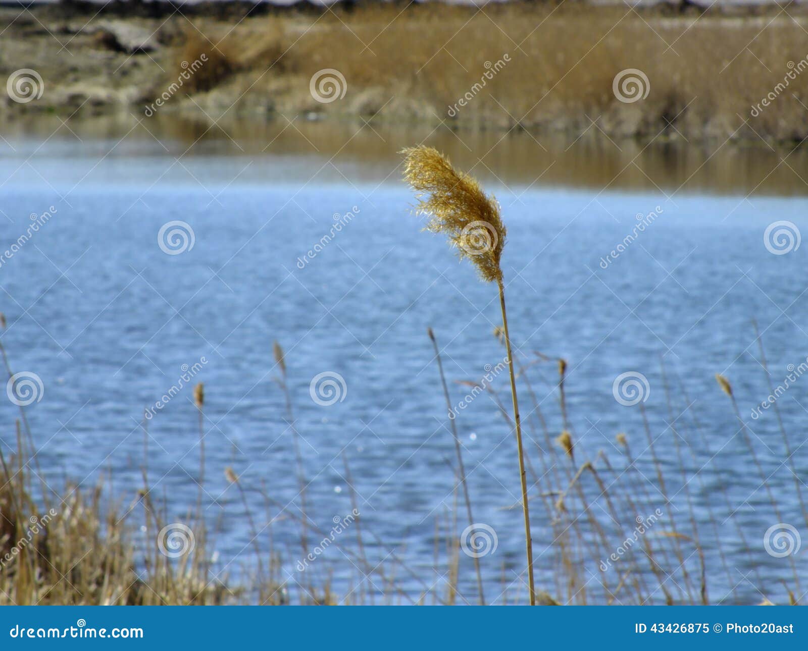 Top of a reed stalk stock image. Image of sunny, sunlit - 43426875