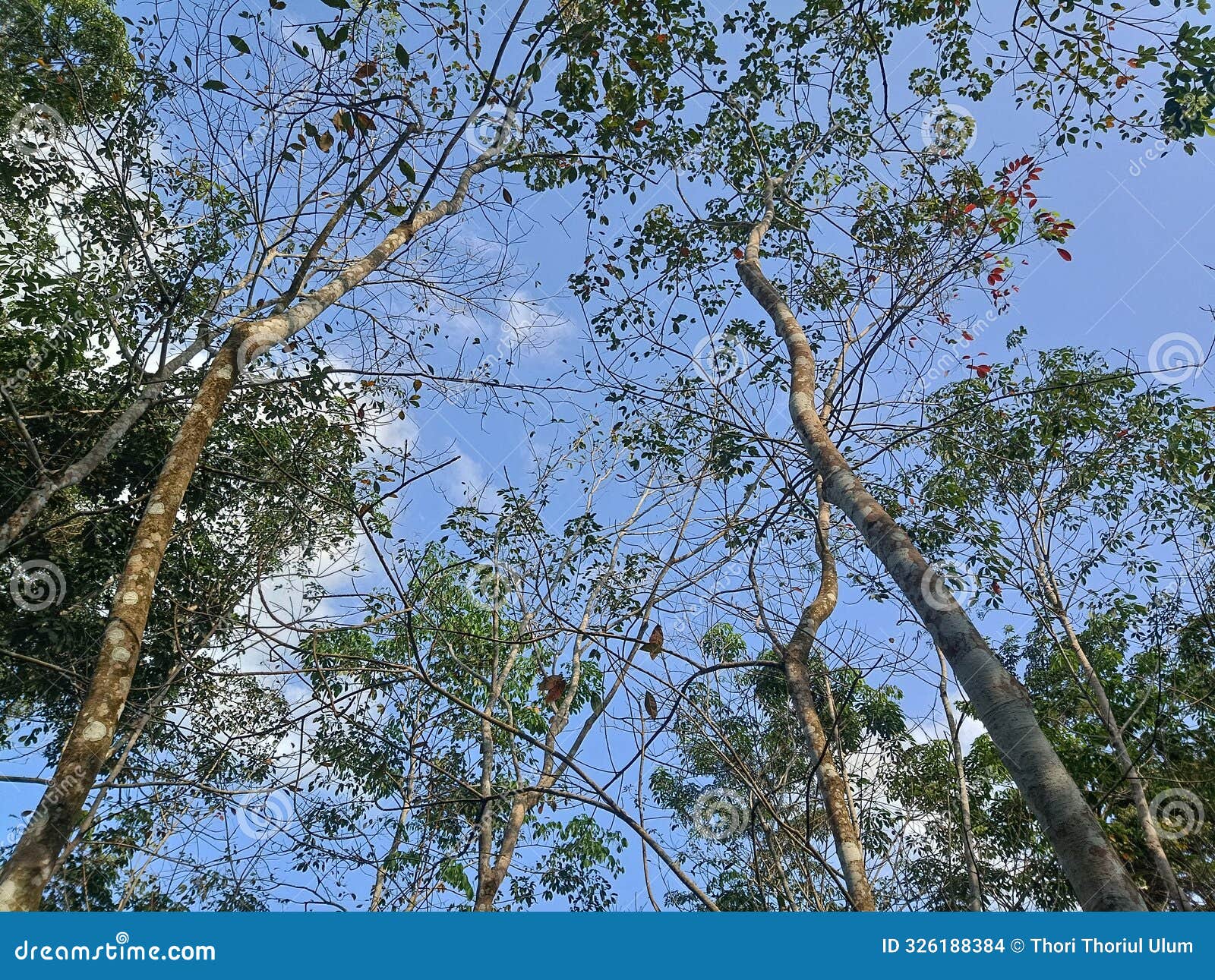 The Top of a Rubber Tree with the Leaves of the Tree Trunk Rising ...