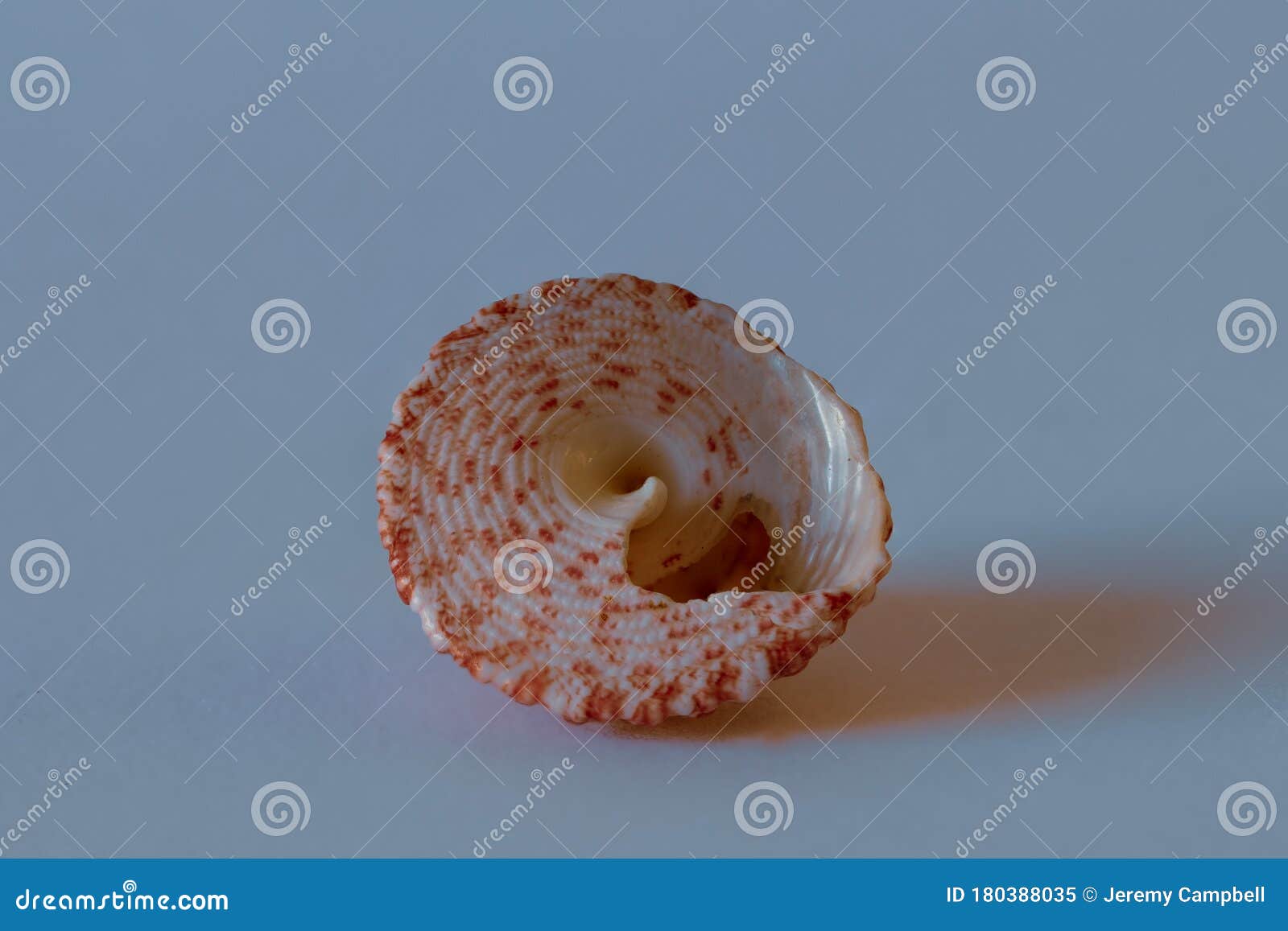 Top Shell. Trochus Niloticus L Stock Image - Image of hermit, seashells ...