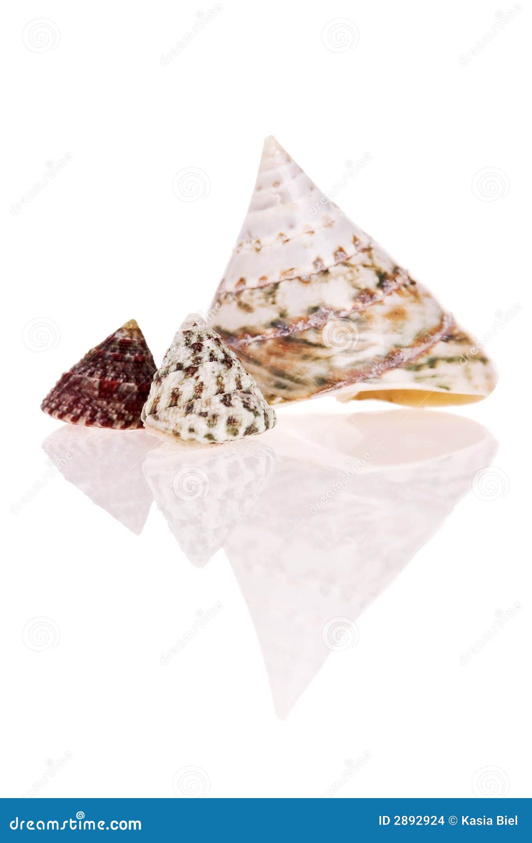 Top Shells stock photo. Image of white, close, spiraled - 2892924