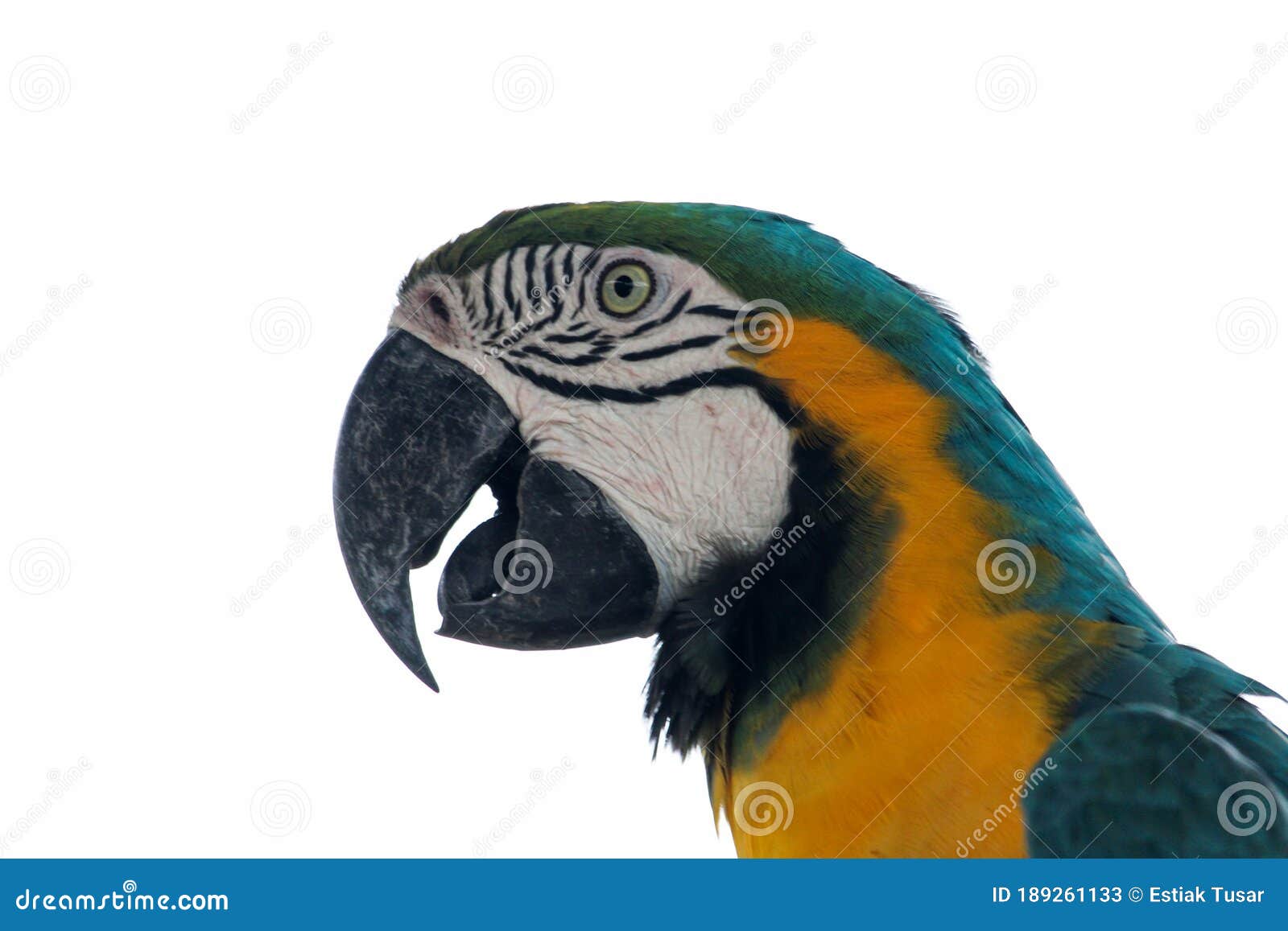 A bird face portrait stock image. Image of rica, oiseau - 189261133