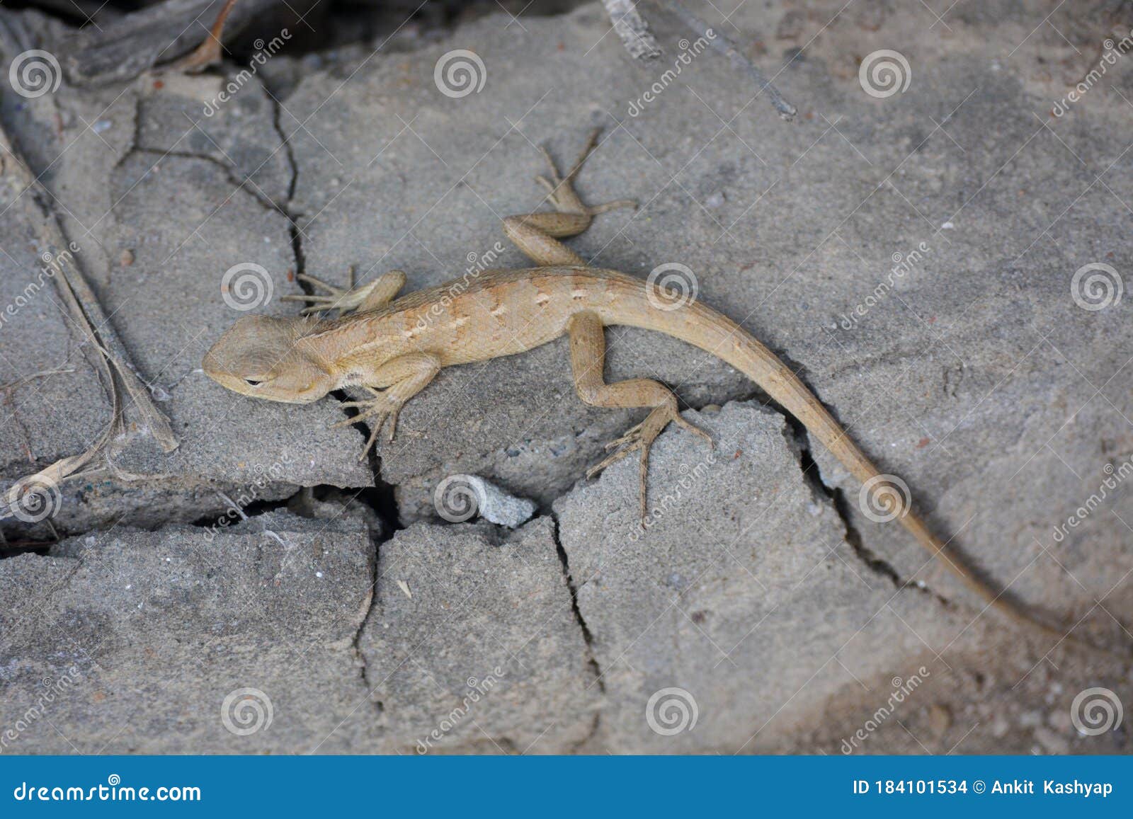 Top Shot of Small Indian Ground Lizard Girgit Stock Photo - Image of ...