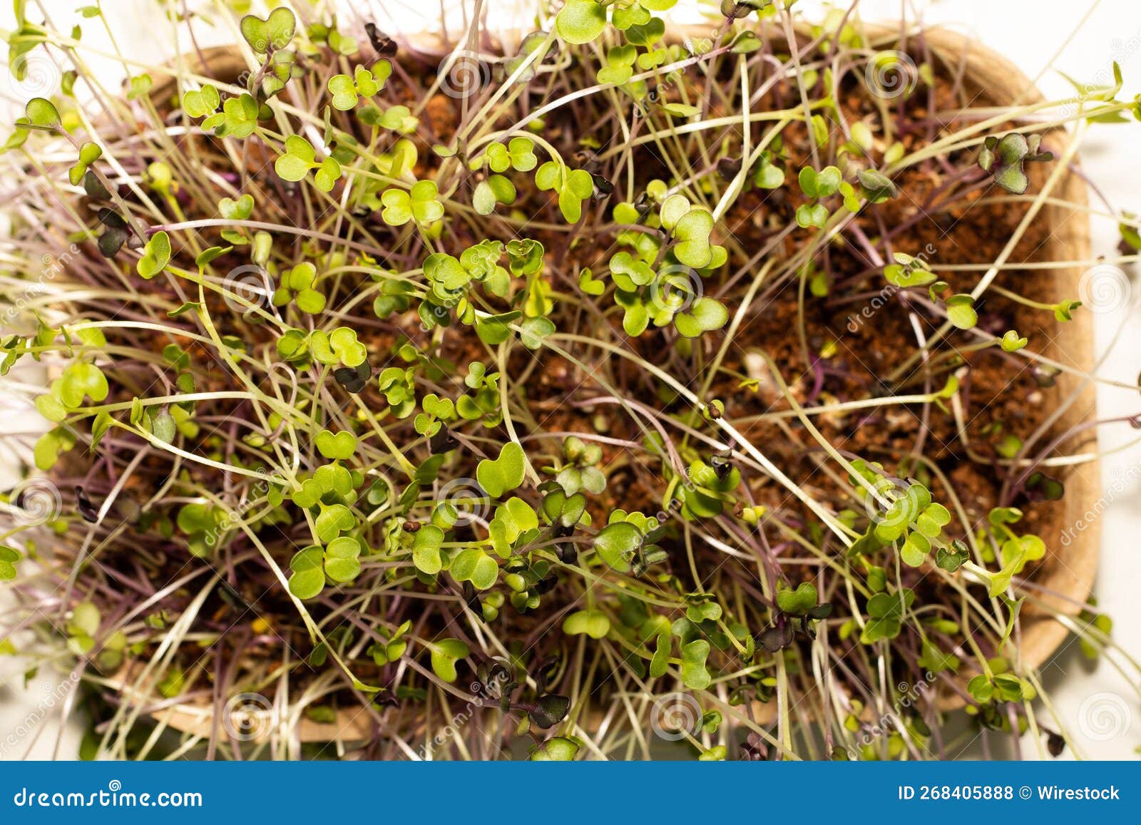 Top Shot of Small Sprouting Microgreens Spores in a Pot Stock Photo ...