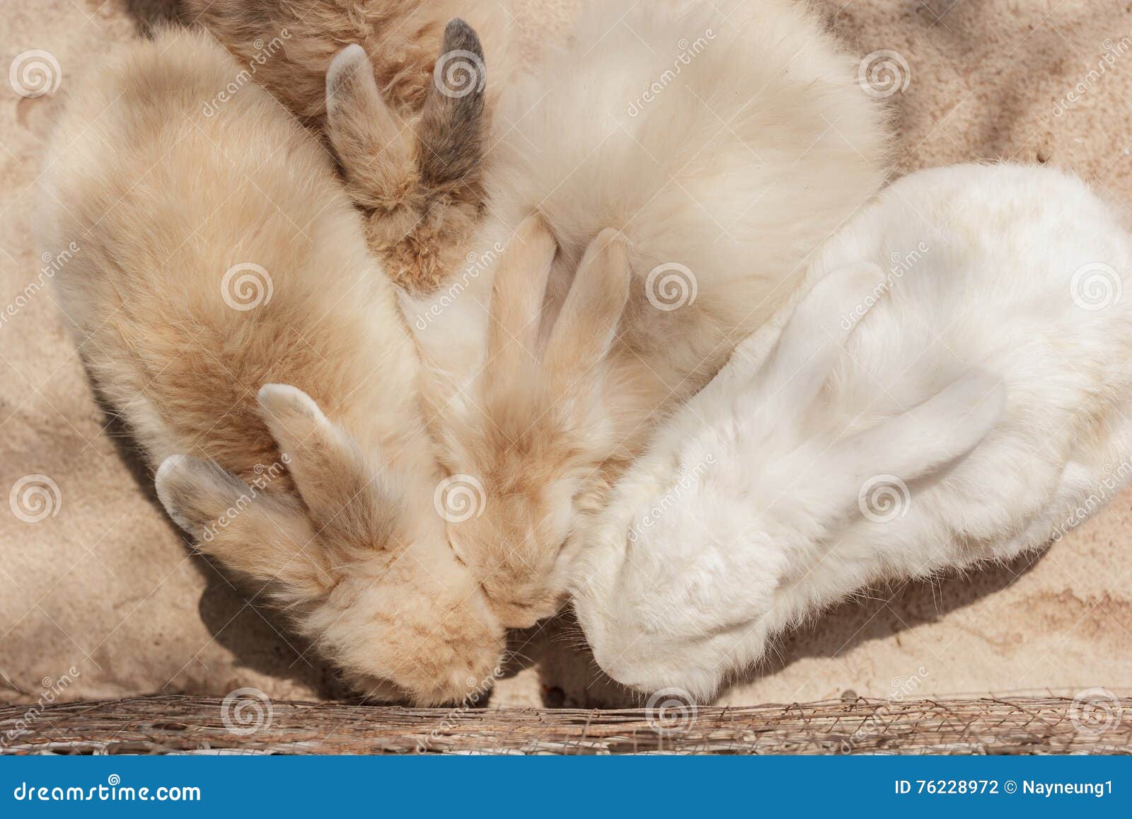 Top Shot Stack of Rabbits are Feeding. Stock Photo - Image of fluffy ...
