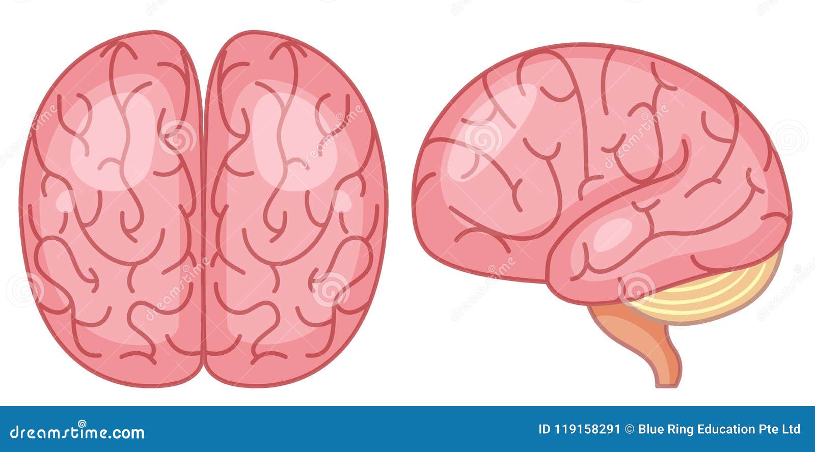 Top and side view of brain stock illustration. Illustration of concept ...