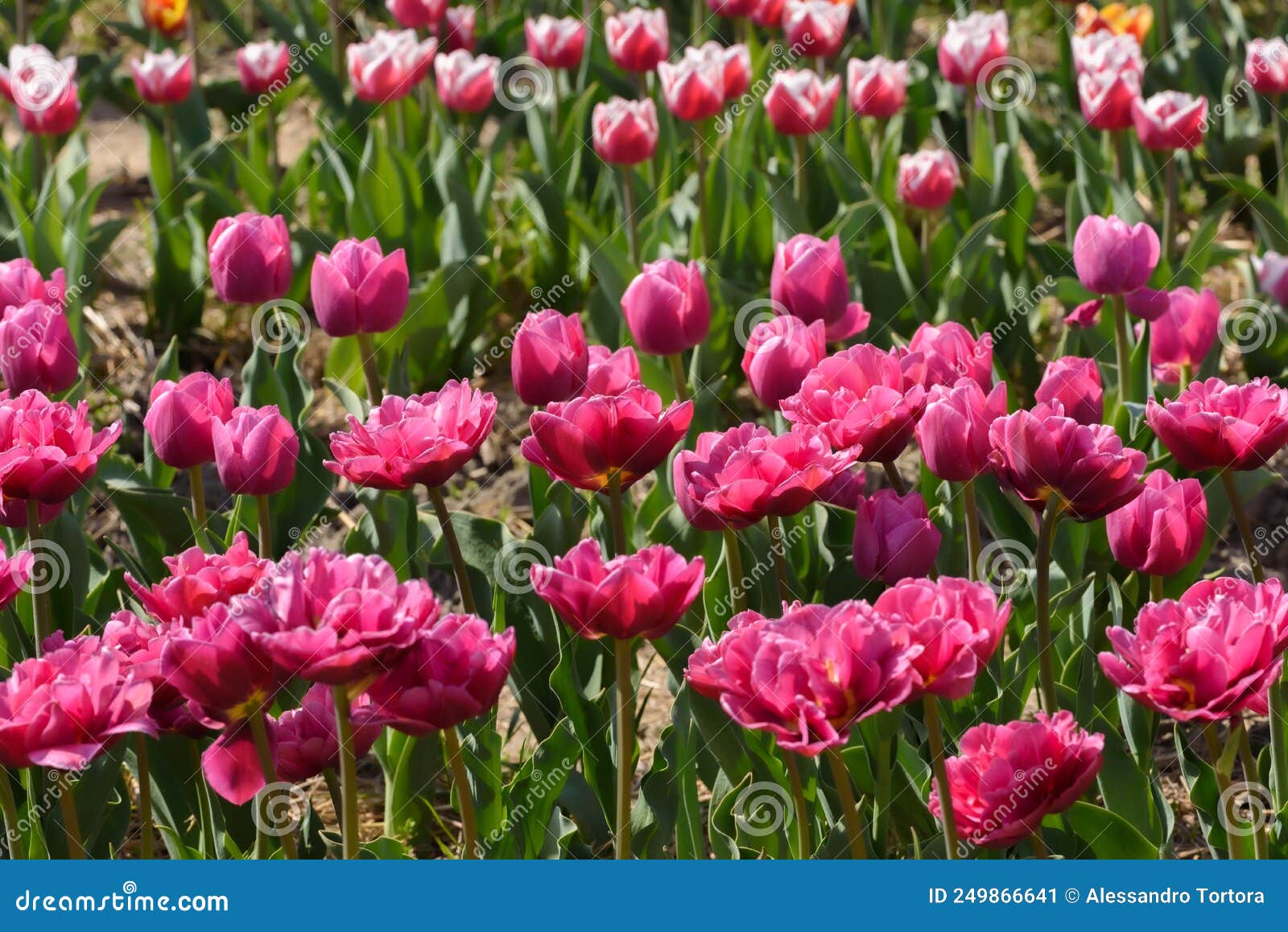 Top Side View of Pink Tulips in a Flower Crops Field Stock Image ...