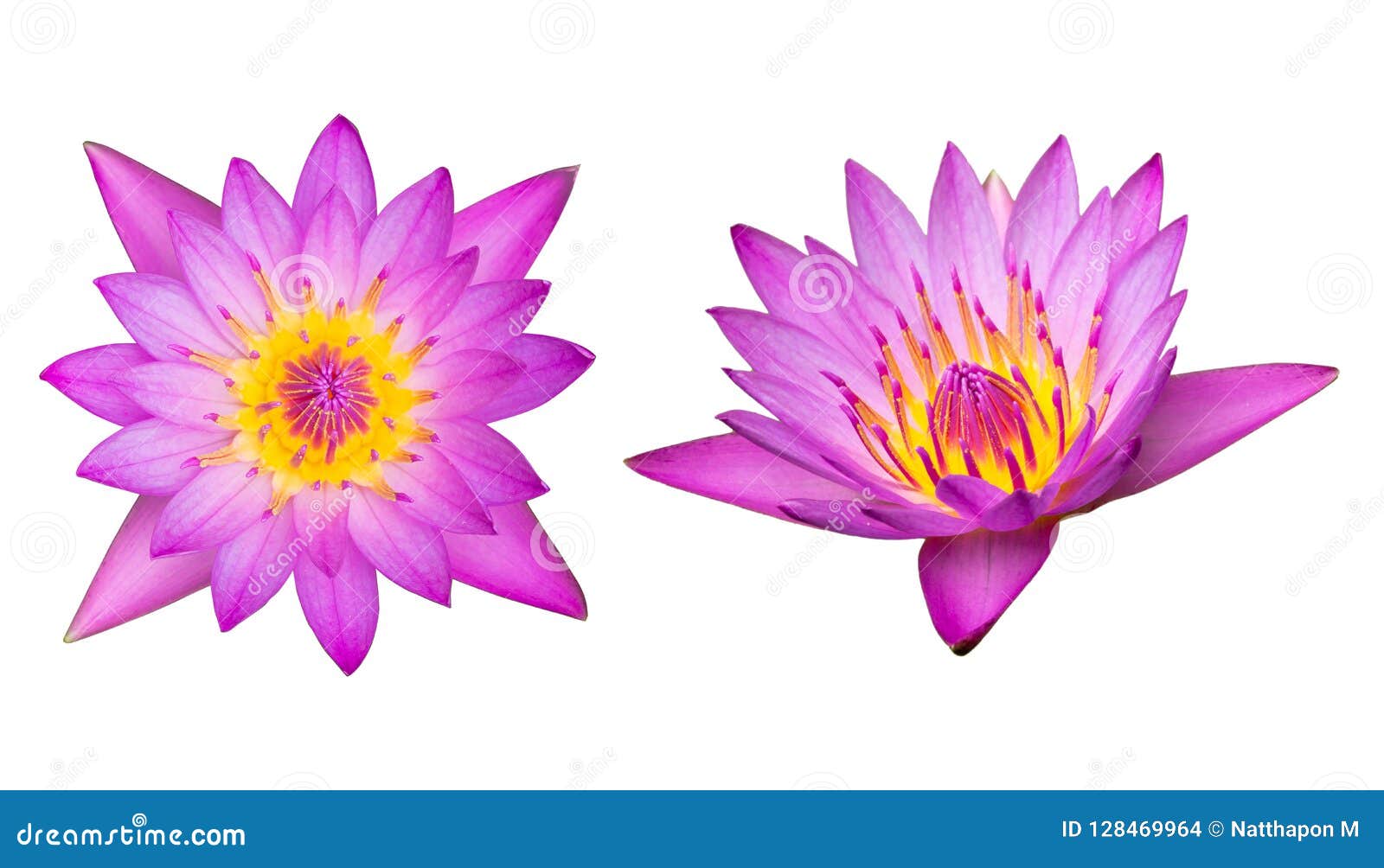 Top and Side View Purple Lotus Isolated on White Background with Stock ...
