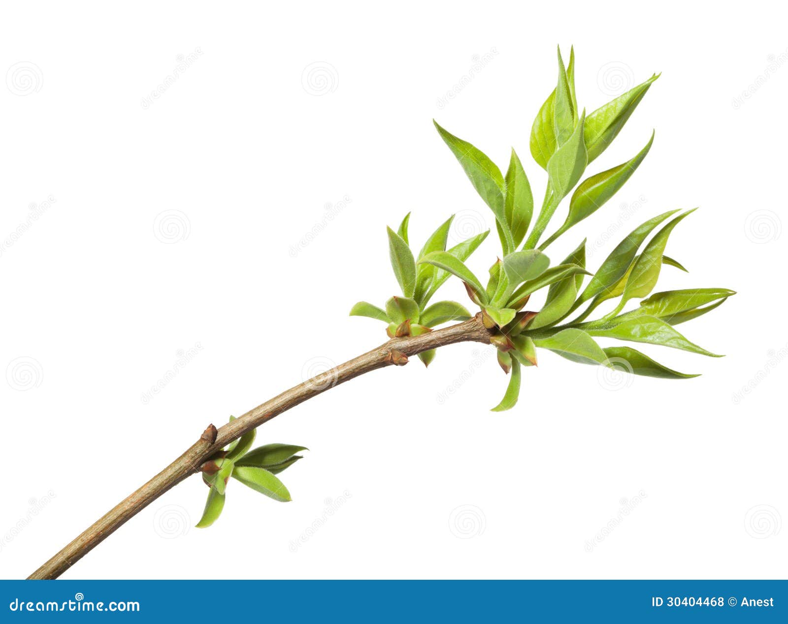 Top of Springtime Blooming Twig Stock Photo - Image of budding ...