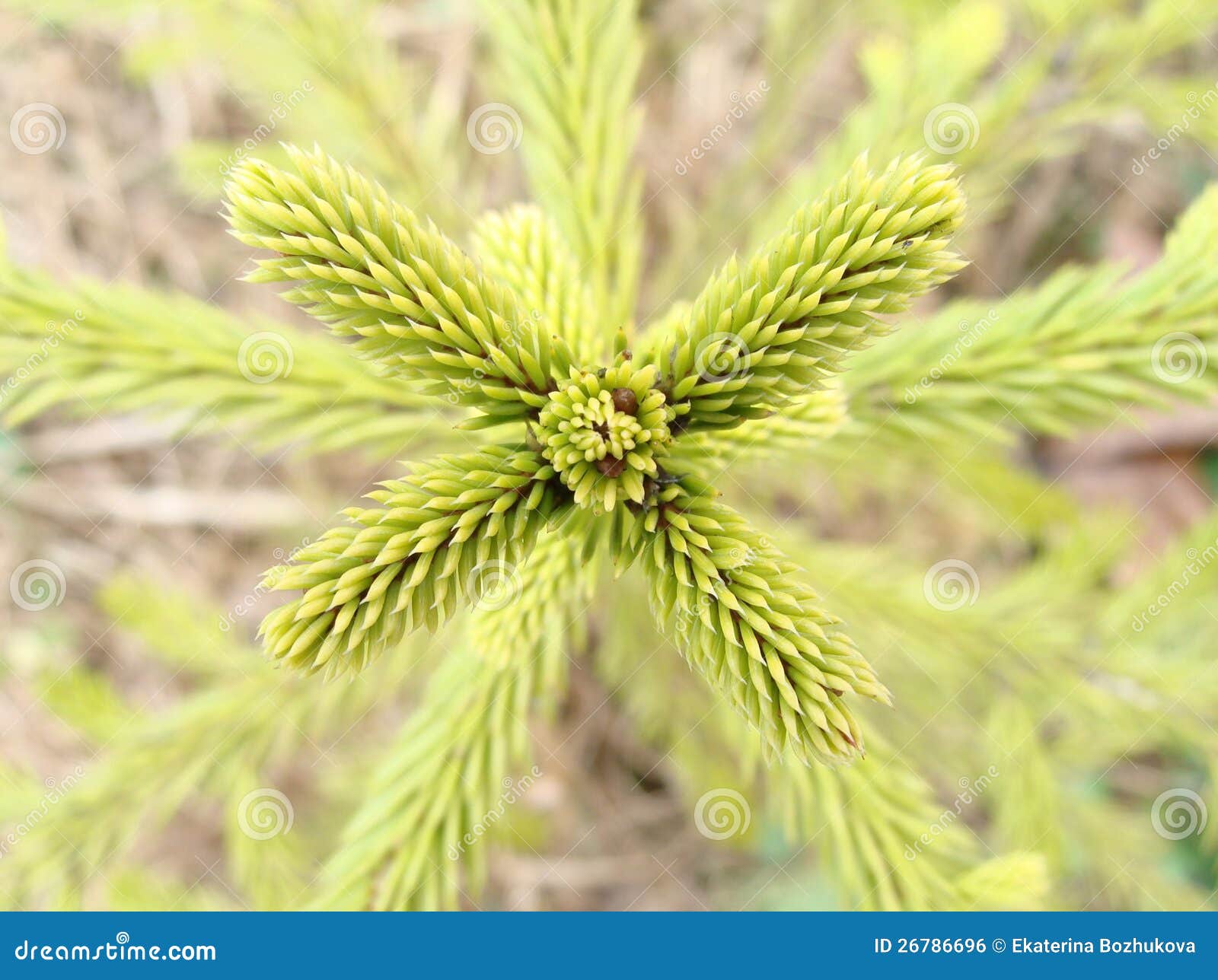 The top of the spruce stock photo. Image of nature, outdoors - 26786696