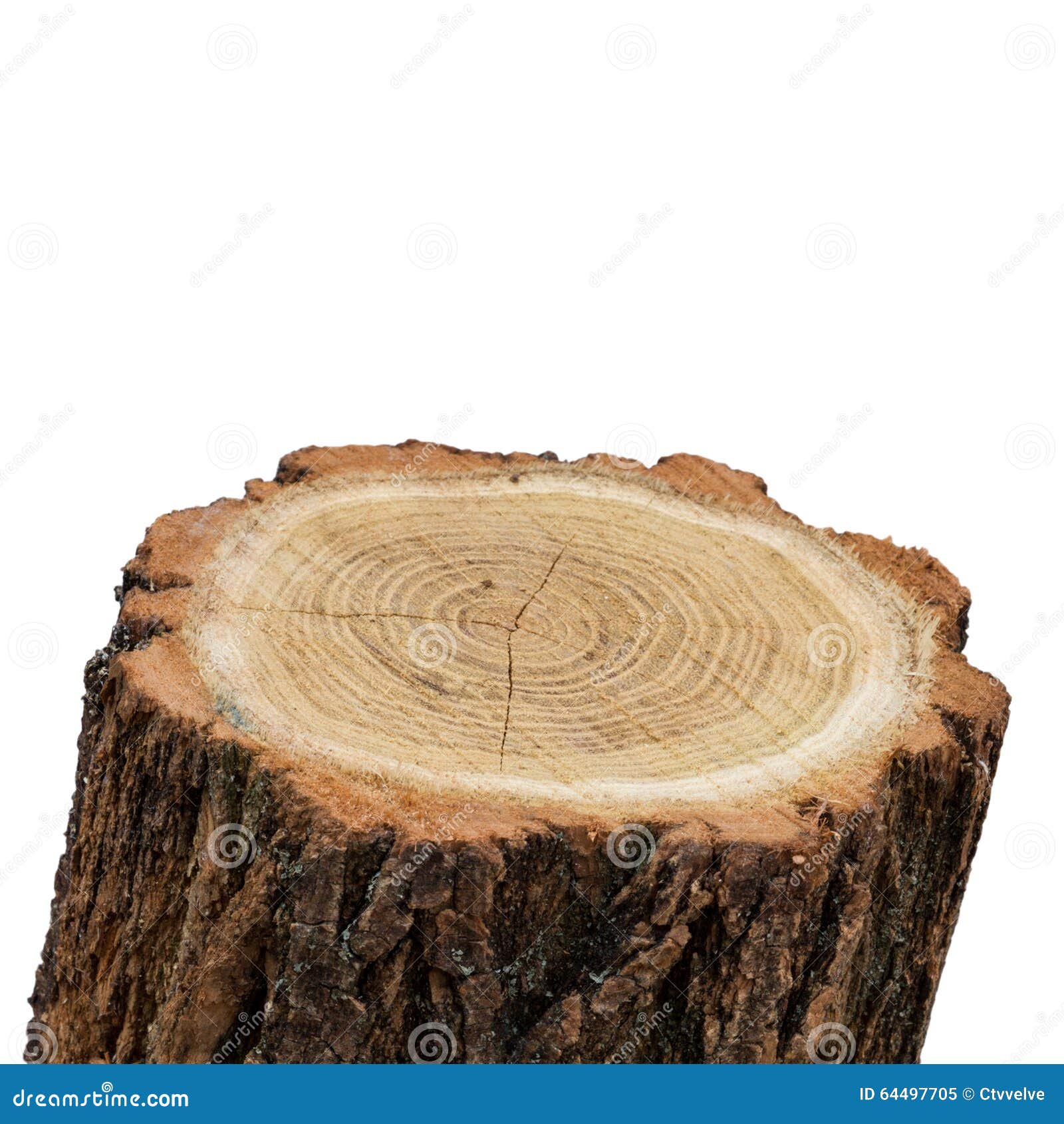 Top of stump log stock image. Image of three, clipping - 64497705
