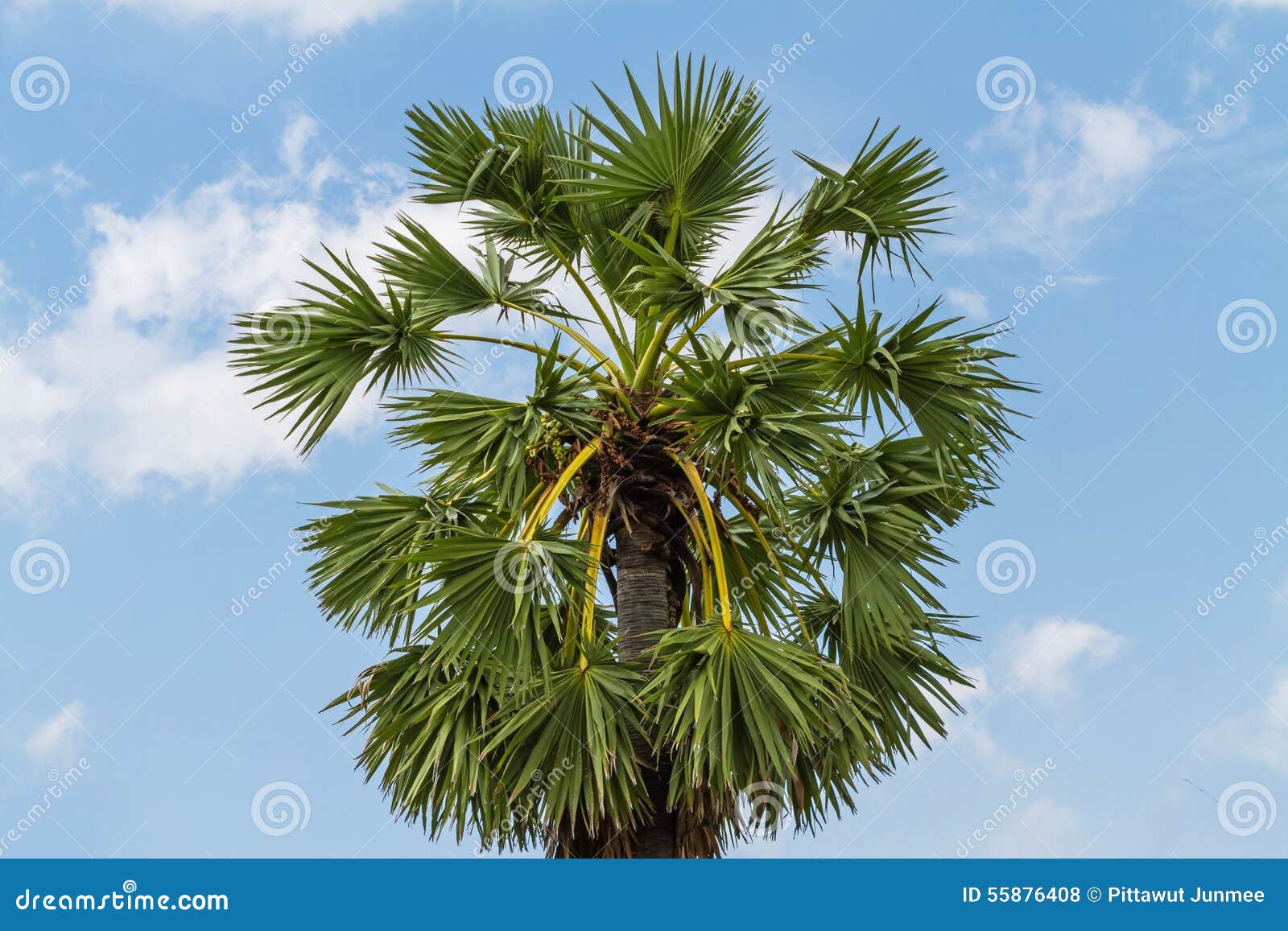 Top of Sugar Palm Trees on Sky Background Stock Photo - Image of nature ...
