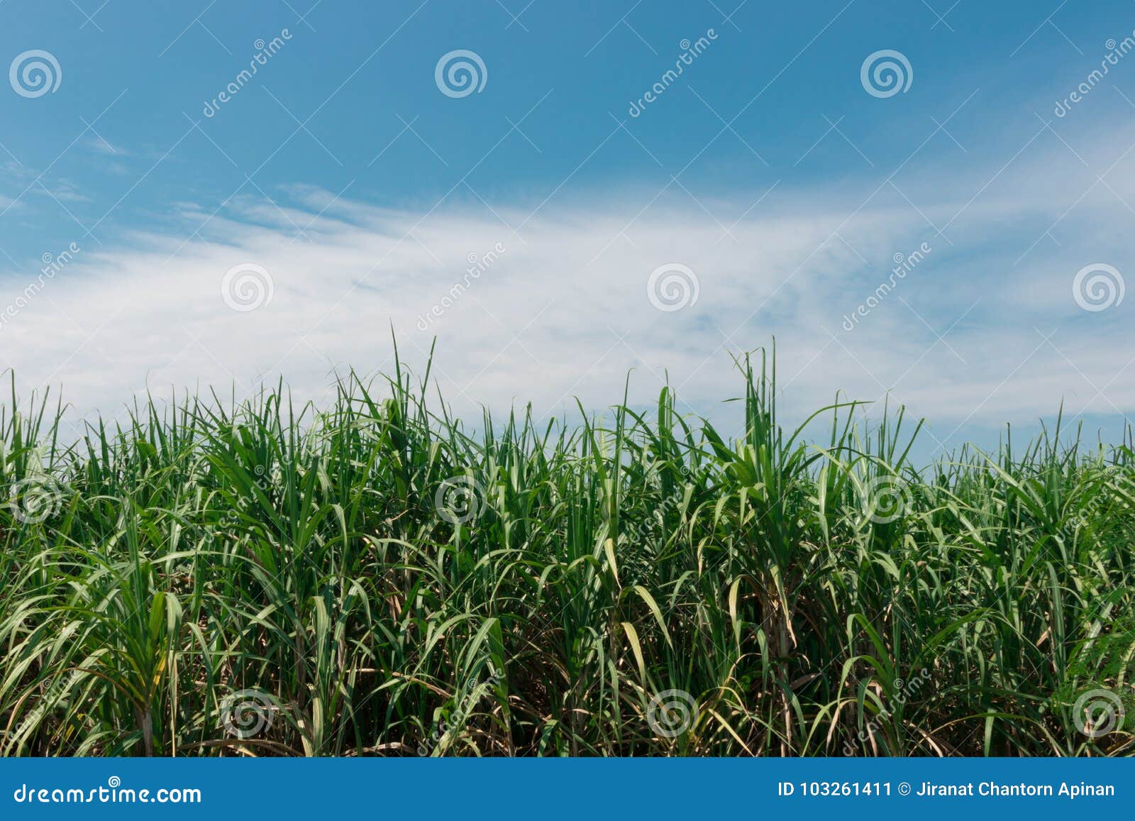 The Top of Sugarcane Tree with Blue Sky Stock Image - Image of ...