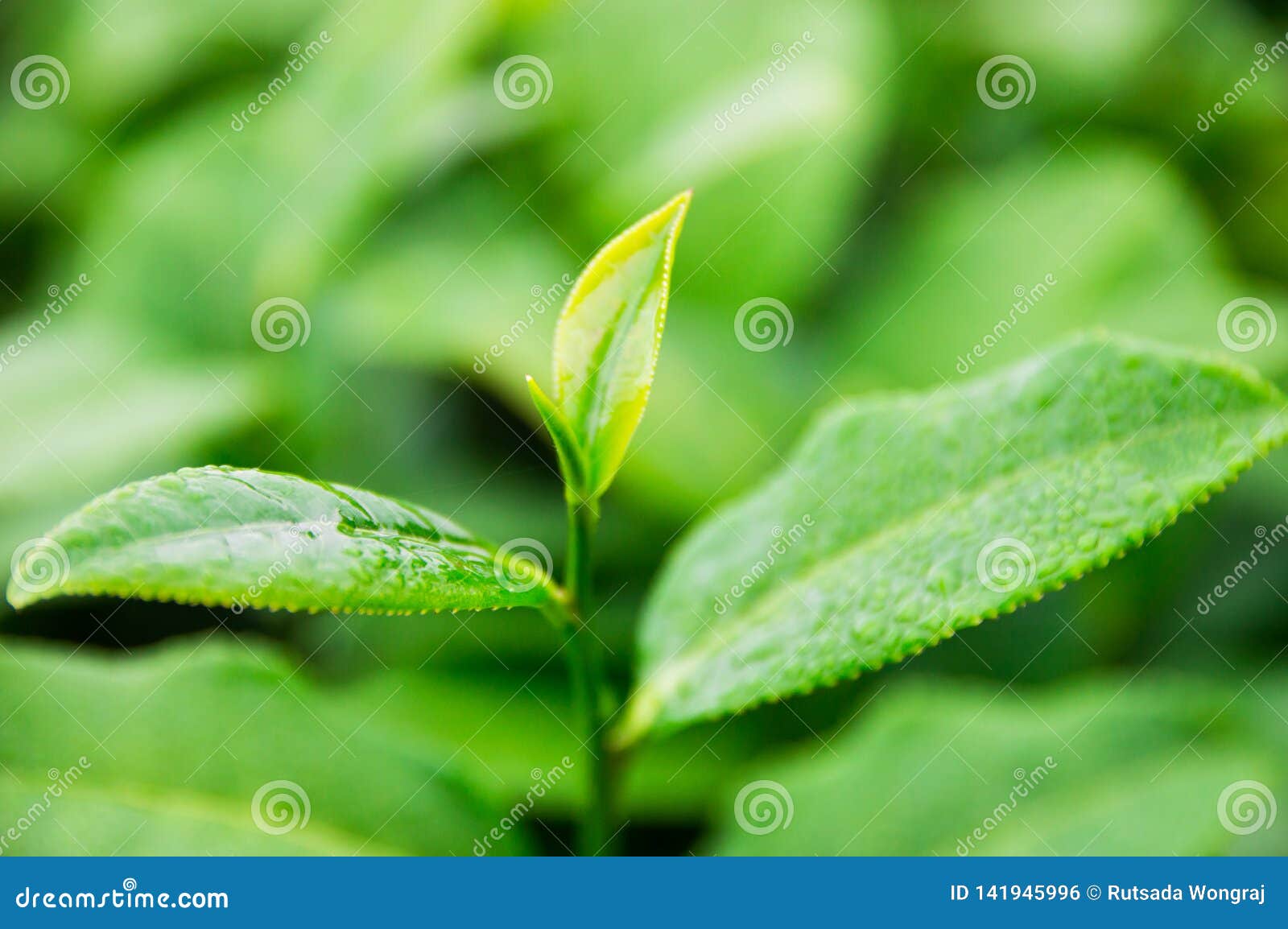 Top of the Tea Leaves in the Farm Stock Photo - Image of herb ...
