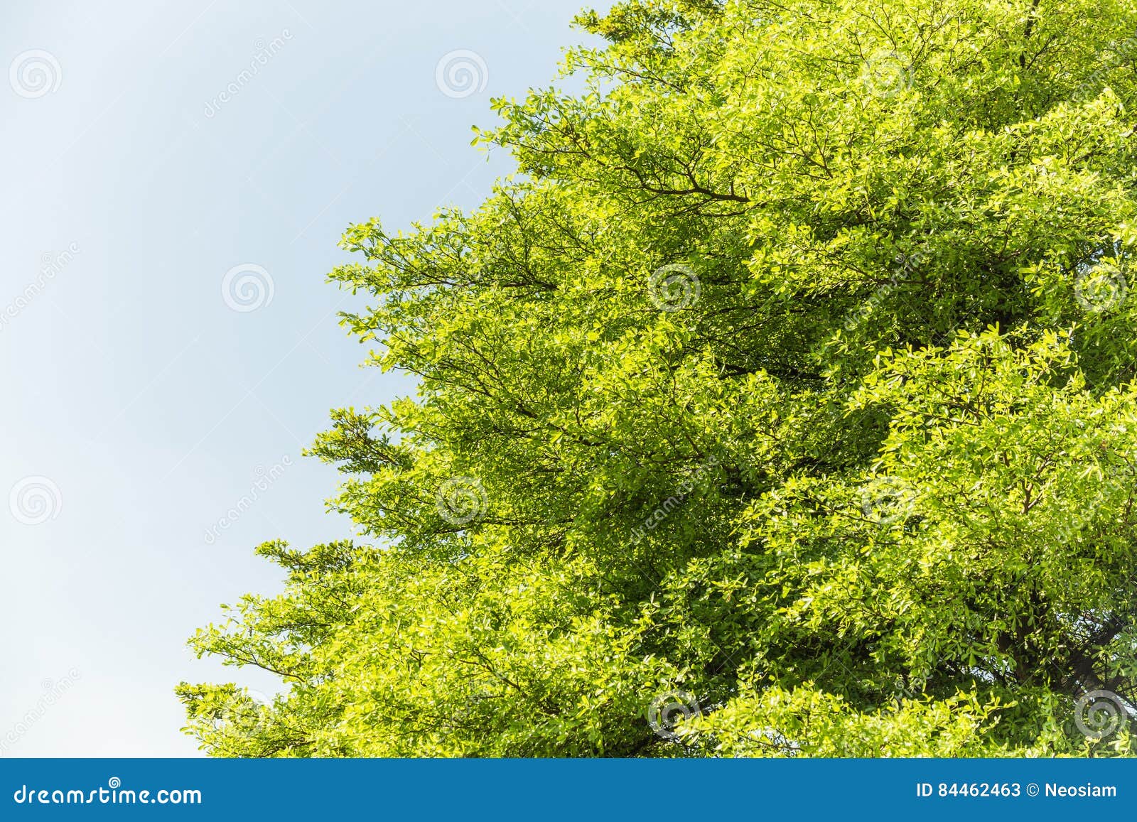 Top of Terminalia Ivorensis Chev Tree Stock Image - Image of ...