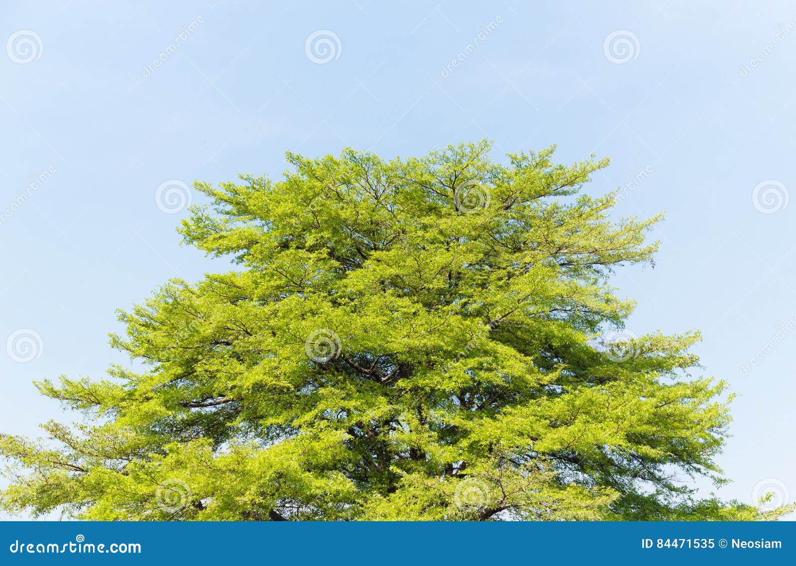 Terminalia Ivorensis Or Ivory Coast Almond Or Idigbo Or Black Afara Or ...