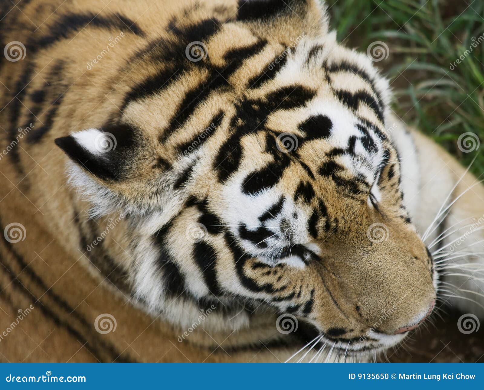 Top of a Tiger s Head stock photo. Image of stripes, safari - 9135650