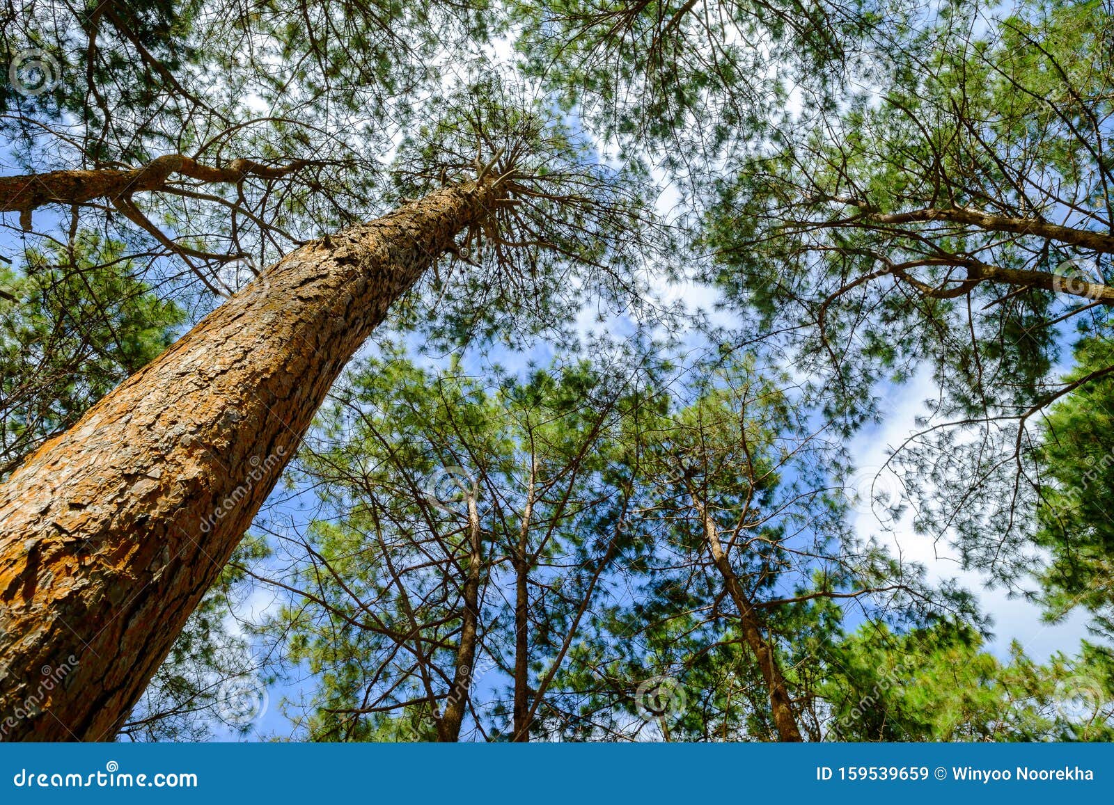 Top of tree stock image. Image of background, garden - 159539659