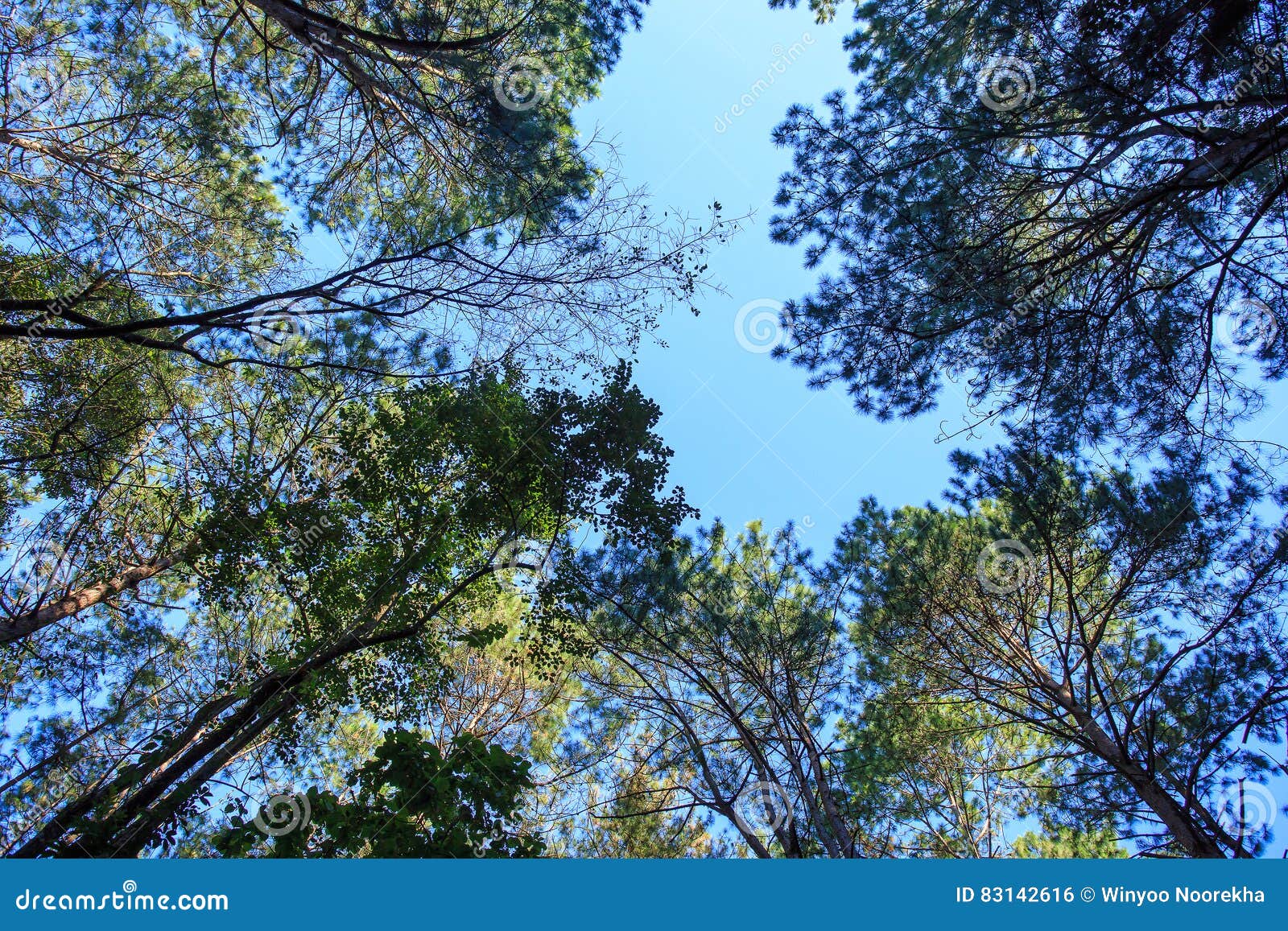 Top of tree. stock photo. Image of closeup, scintillation - 83142616