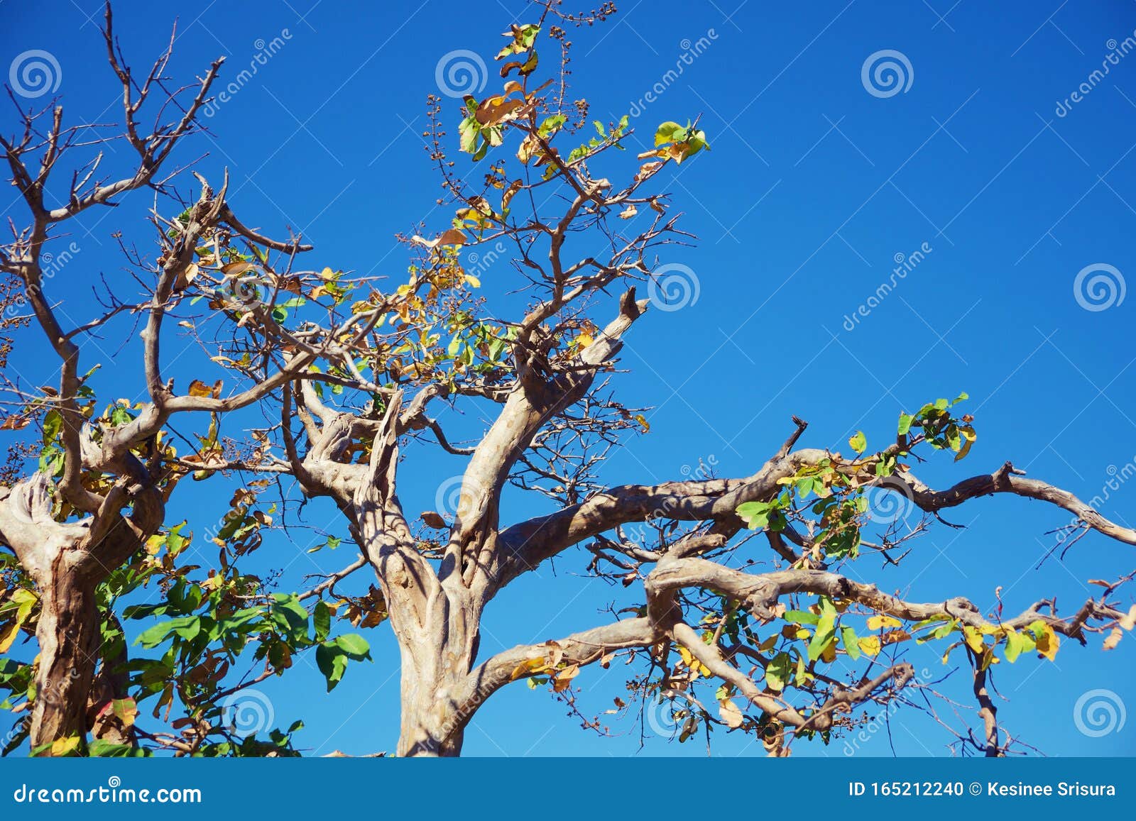 Top of Tree Branches Against Blue Sky Background Stock Photo - Image of ...