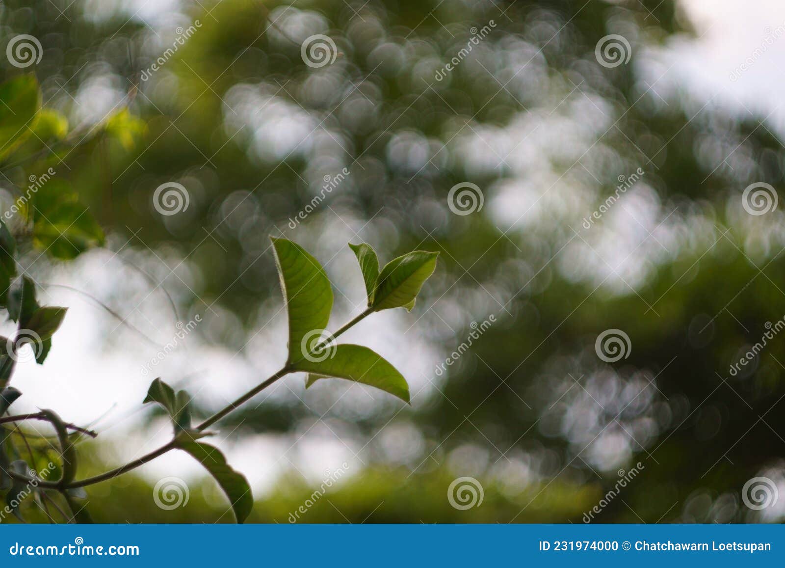 Top of Tree with Green Leafy. Stock Photo - Image of leaf, wildflower ...