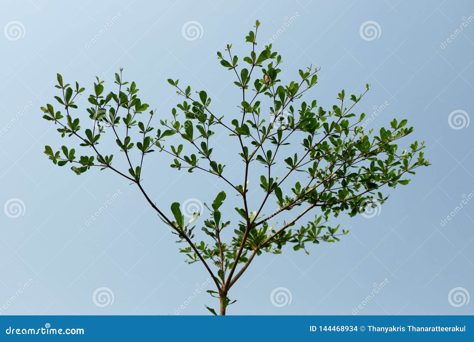 The Top of the Tree Has Leaves and Branches. Stock Photo - Image of ...