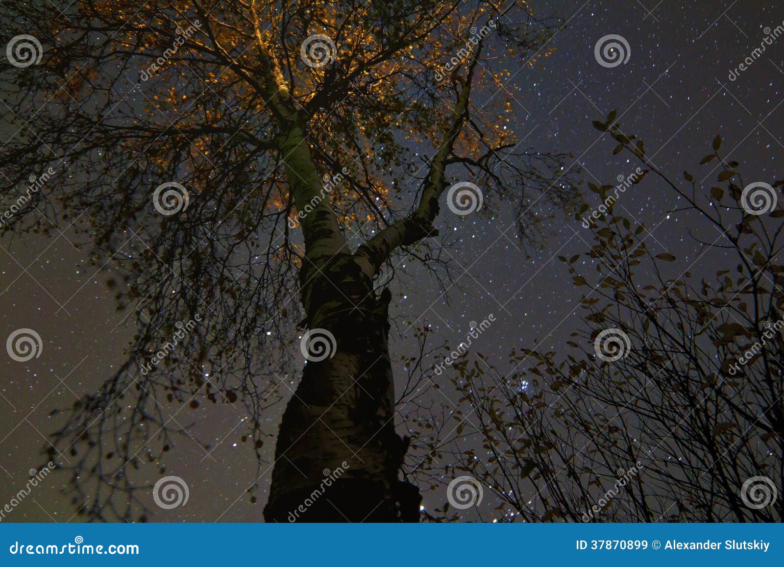 The Top of the Tree in the Night with Stars Stock Image - Image of ...