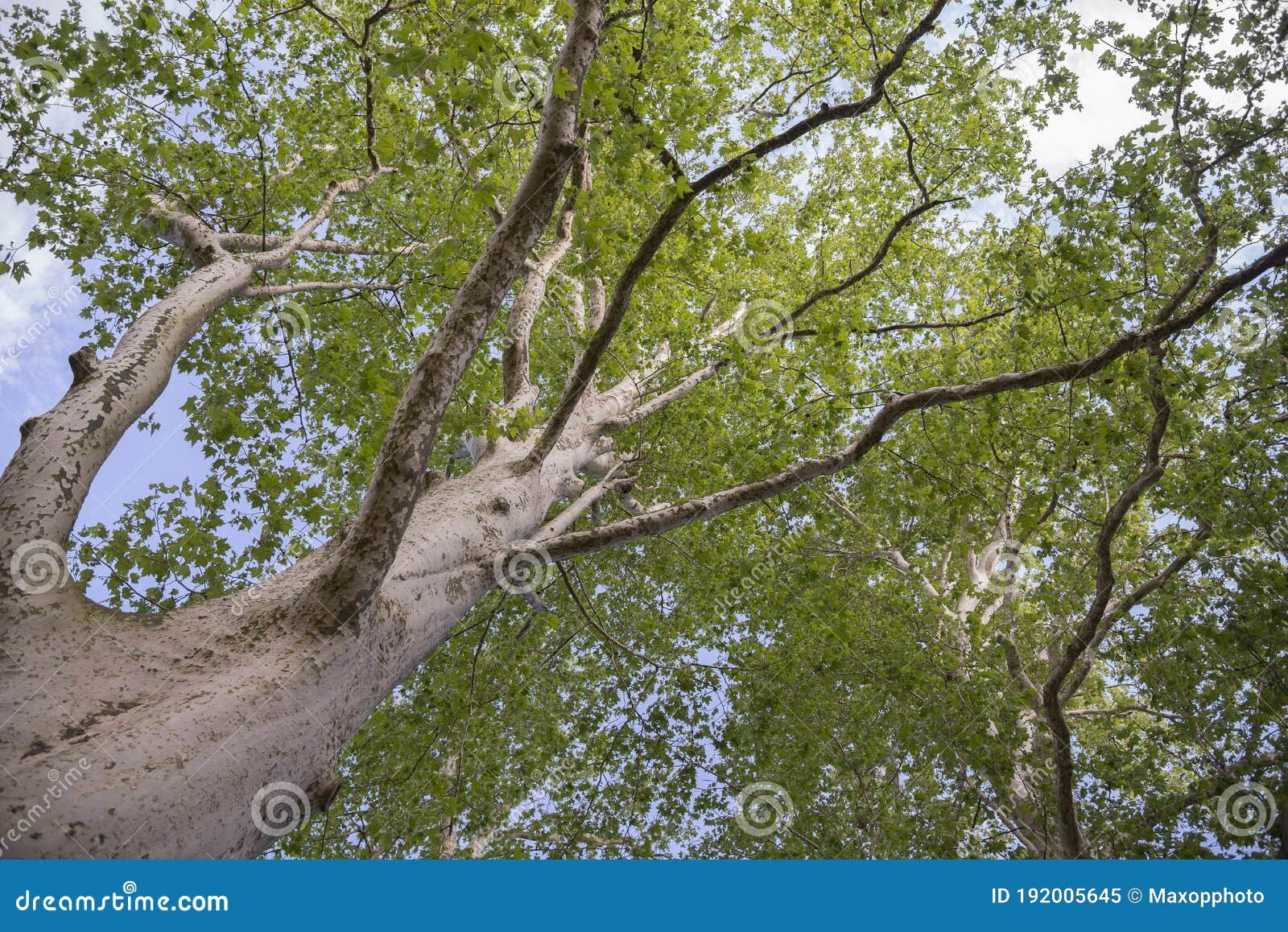 The Top of Tree Photographed from Down Stock Image - Image of peak ...