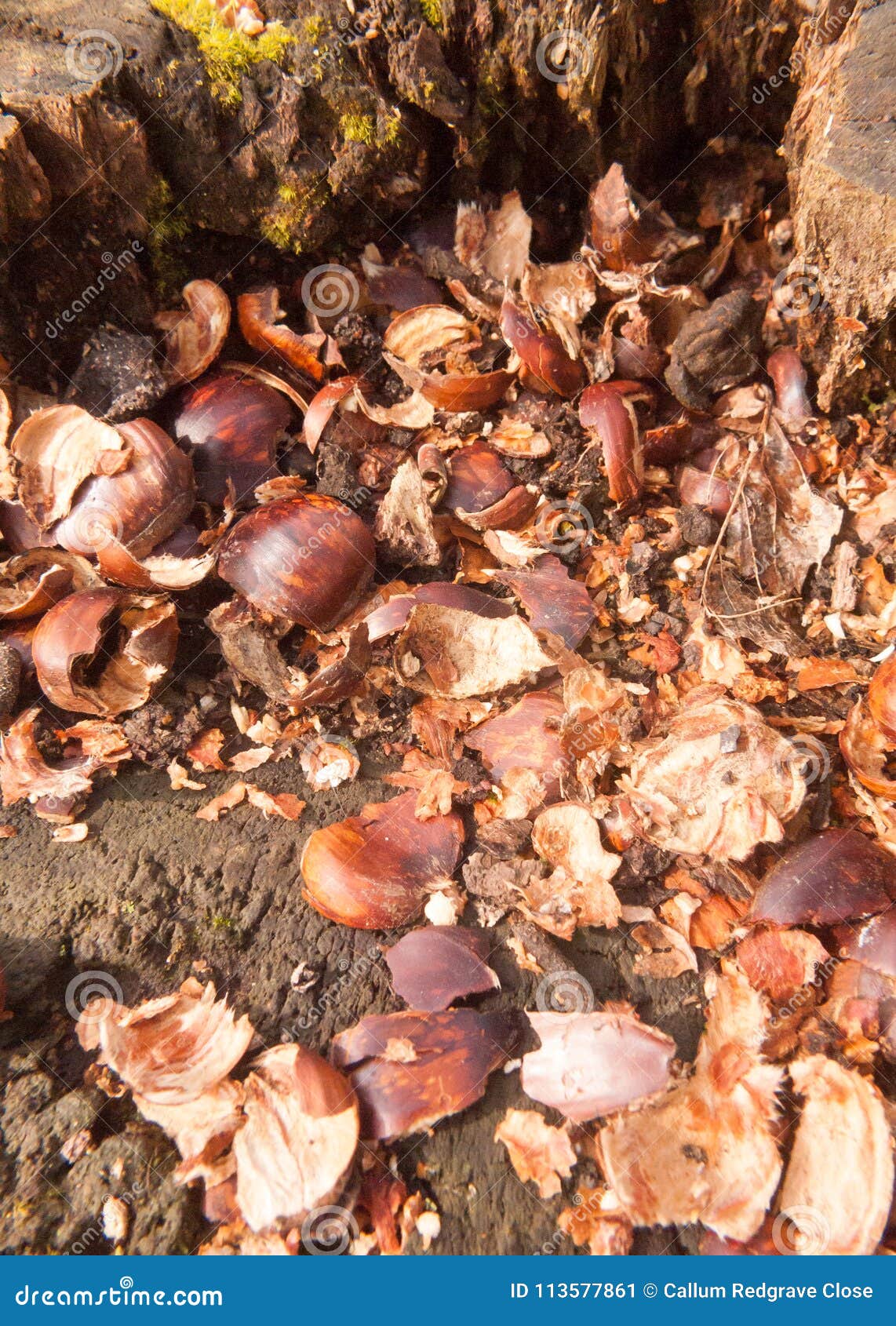 Top of Tree Stump with Broken Chestnut Nut Shells Brown Arrangement ...