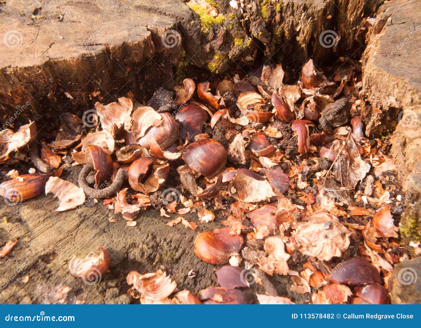 Top of Tree Stump with Broken Chestnut Nut Shells Brown Arrangement ...