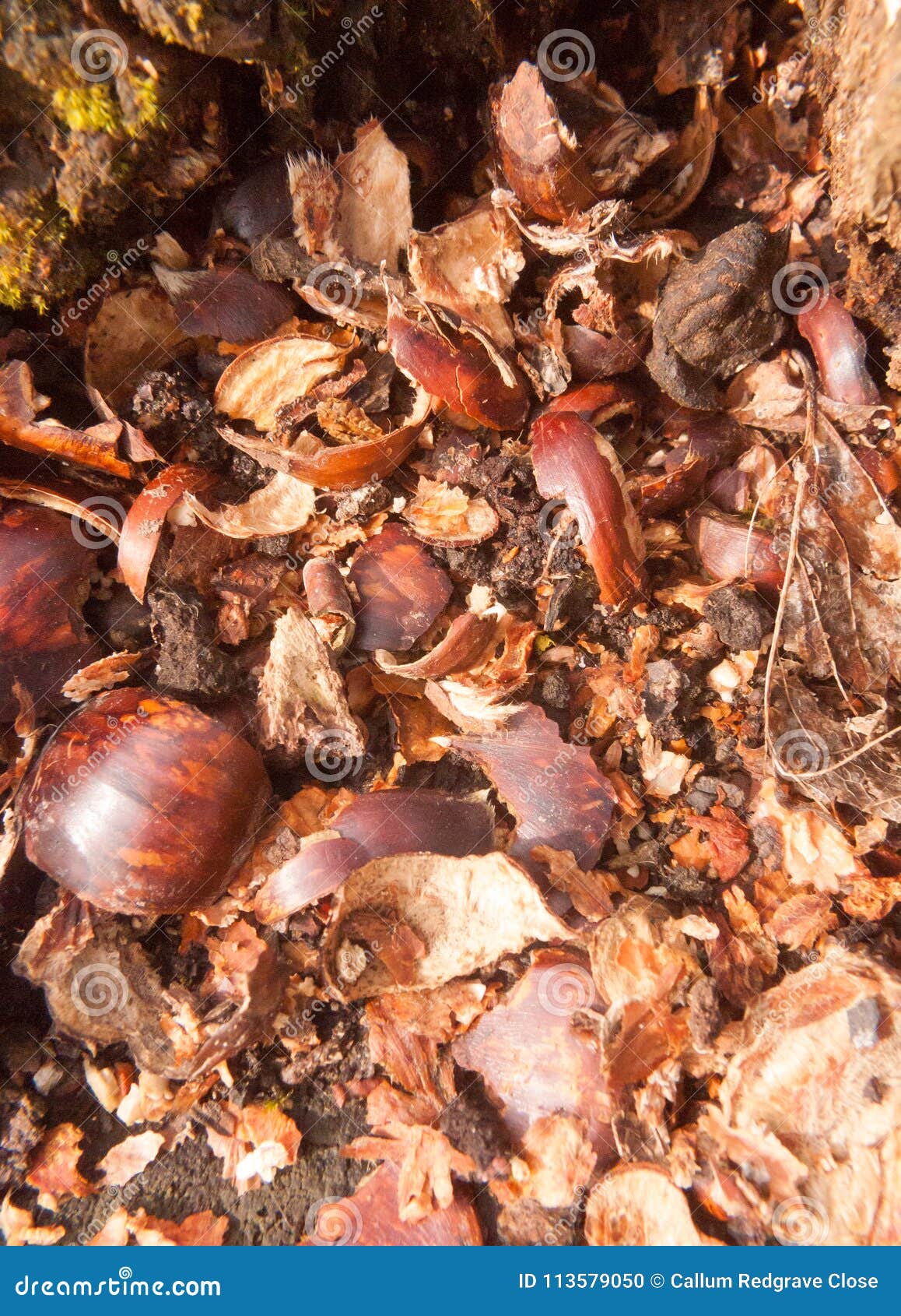 Top of Tree Stump with Broken Chestnut Nut Shells Brown Arrangement ...