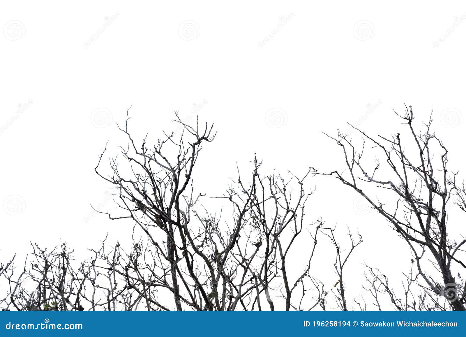 Blurred a Dead Tree with Twigs in the Forest with White Sky Background ...