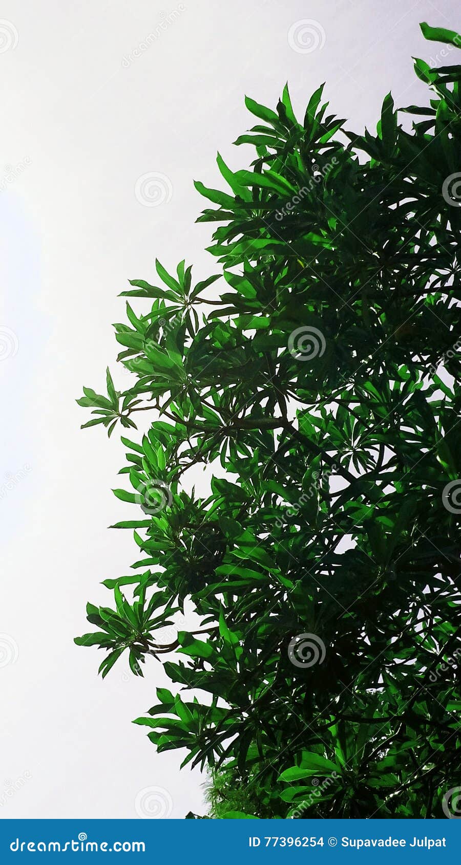 Top of the tree. stock photo. Image of whitebackground - 77396254