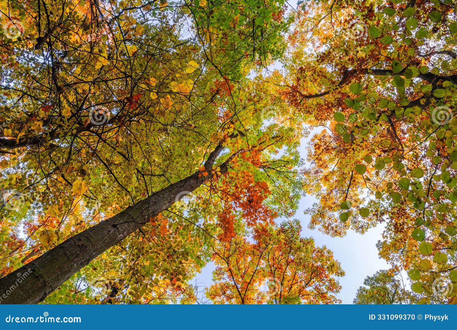 Top of Trees of Autumn Forest in the Colors of Autumn Stock Photo ...