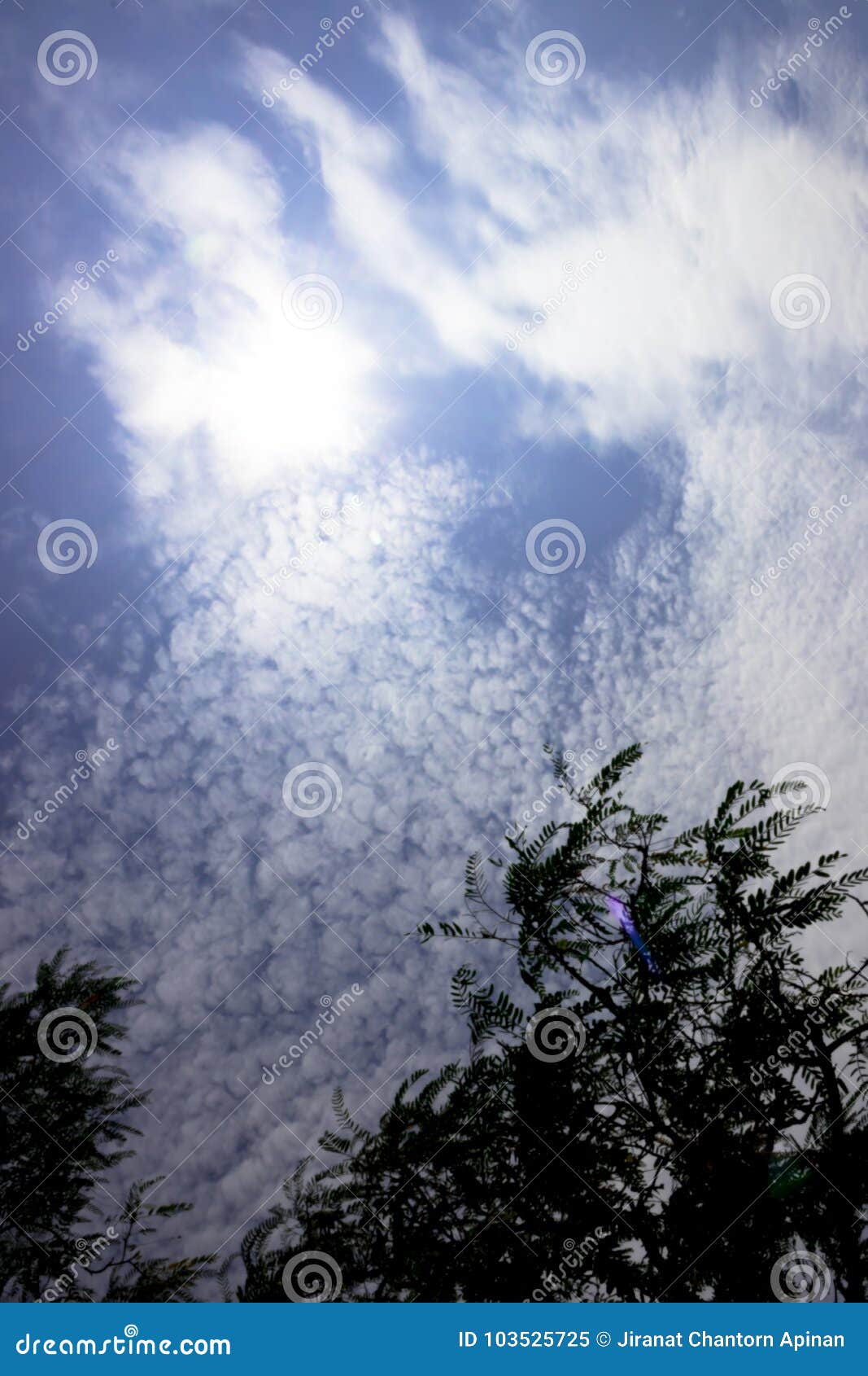Top of Trees in Blue Sky with Diffuse Cloudy with Sun Shine Stock Image ...