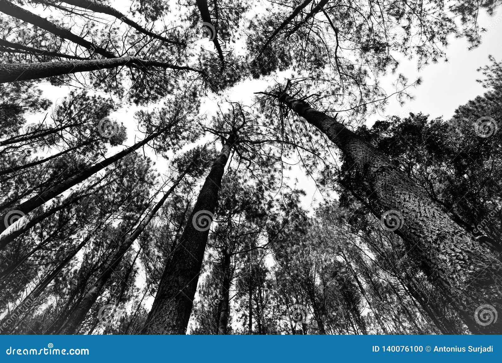 6,728 Perspective Trees Top Stock Photos - Free & Royalty-Free Stock ...