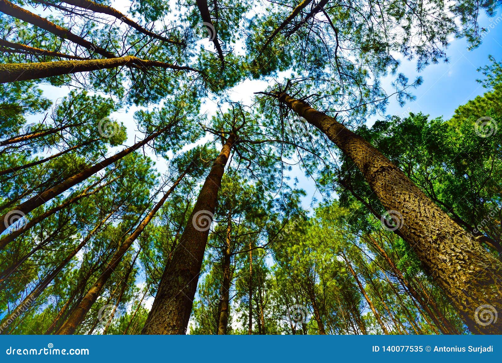 Clear Perspective of Looking at Top of Trees from the Bottom Stock ...