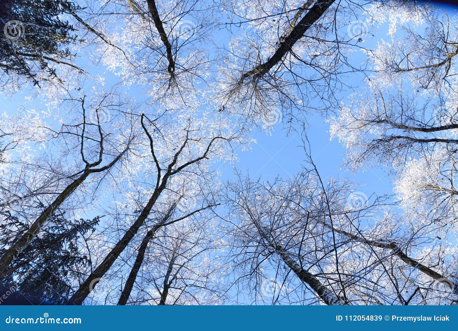 Top of the Trees Covered in Snow Stock Image - Image of snow, angle ...