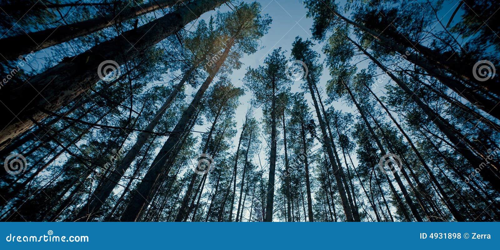 Top of trees in a forest stock photo. Image of panorama - 4931898