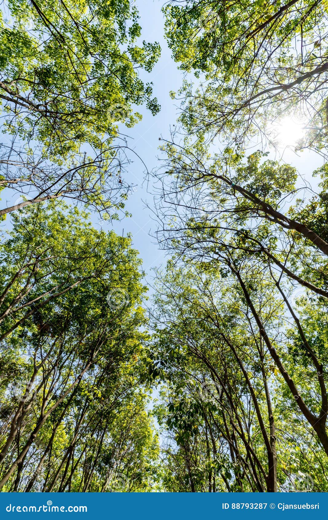 Top of the trees stock image. Image of forest, sunlight - 88793287