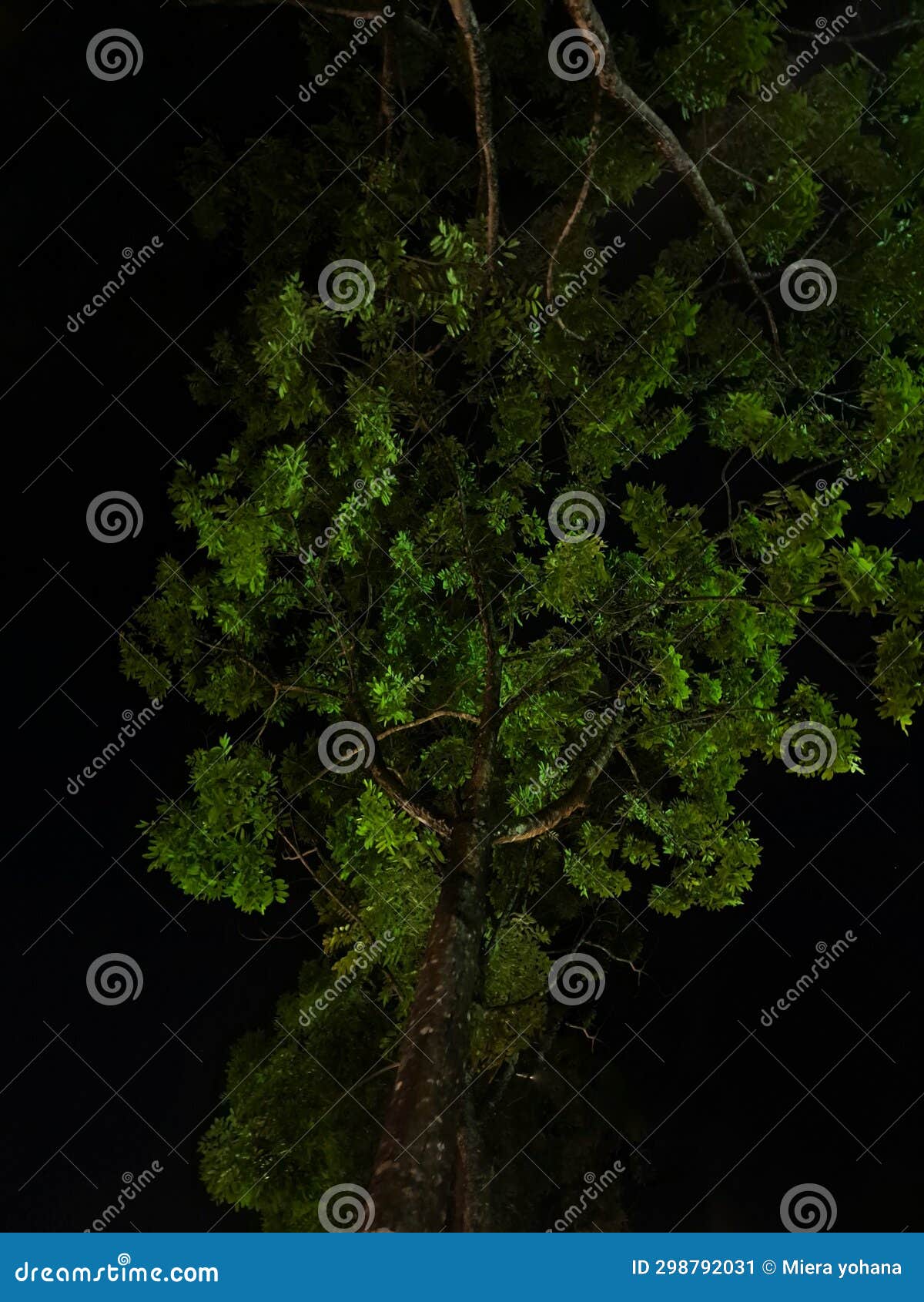 Top of trees at night. stock image. Image of trees, night - 298792031