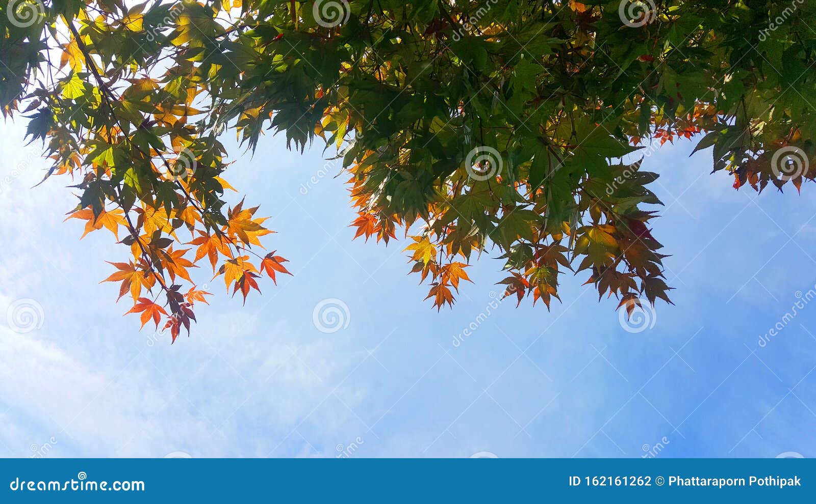 Top Up View of Beautiful Autumn Trees with Blue Sky Background Stock ...