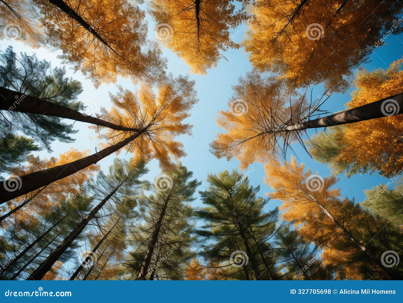 Top of Very Tall Trees Seen from Below Stock Illustration ...