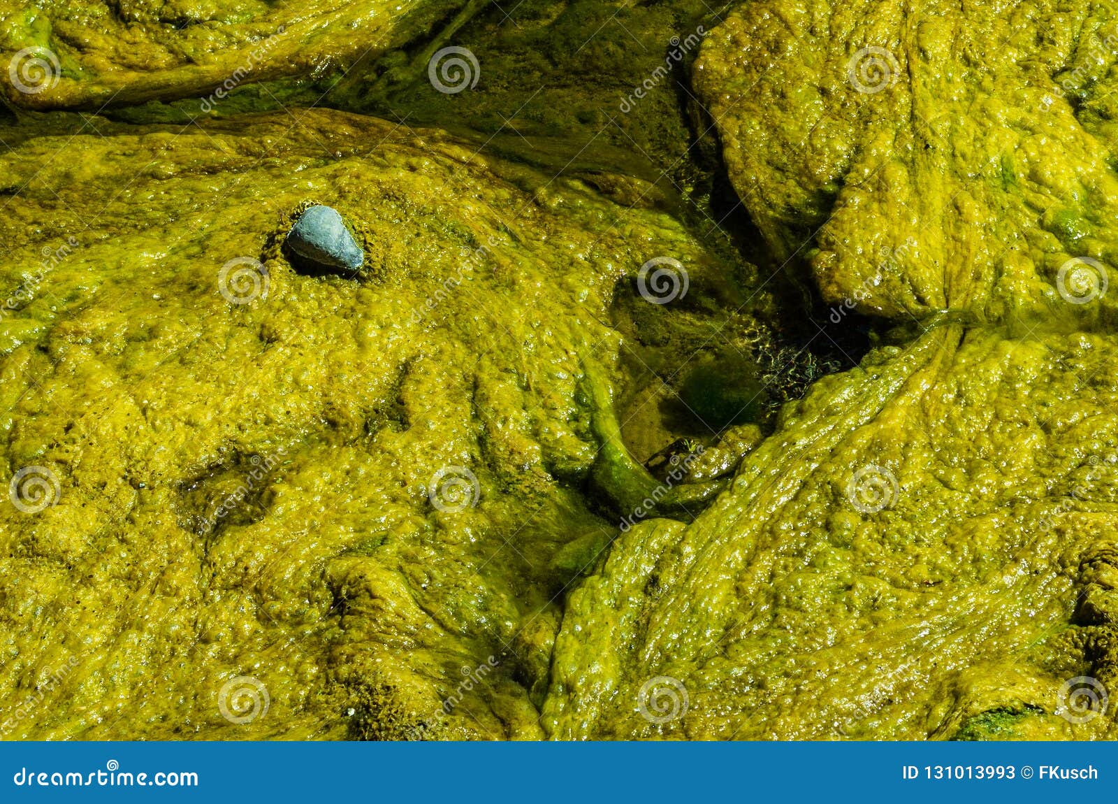 Top View on Algae in a Creek on La Palma Stock Image - Image of pattern ...