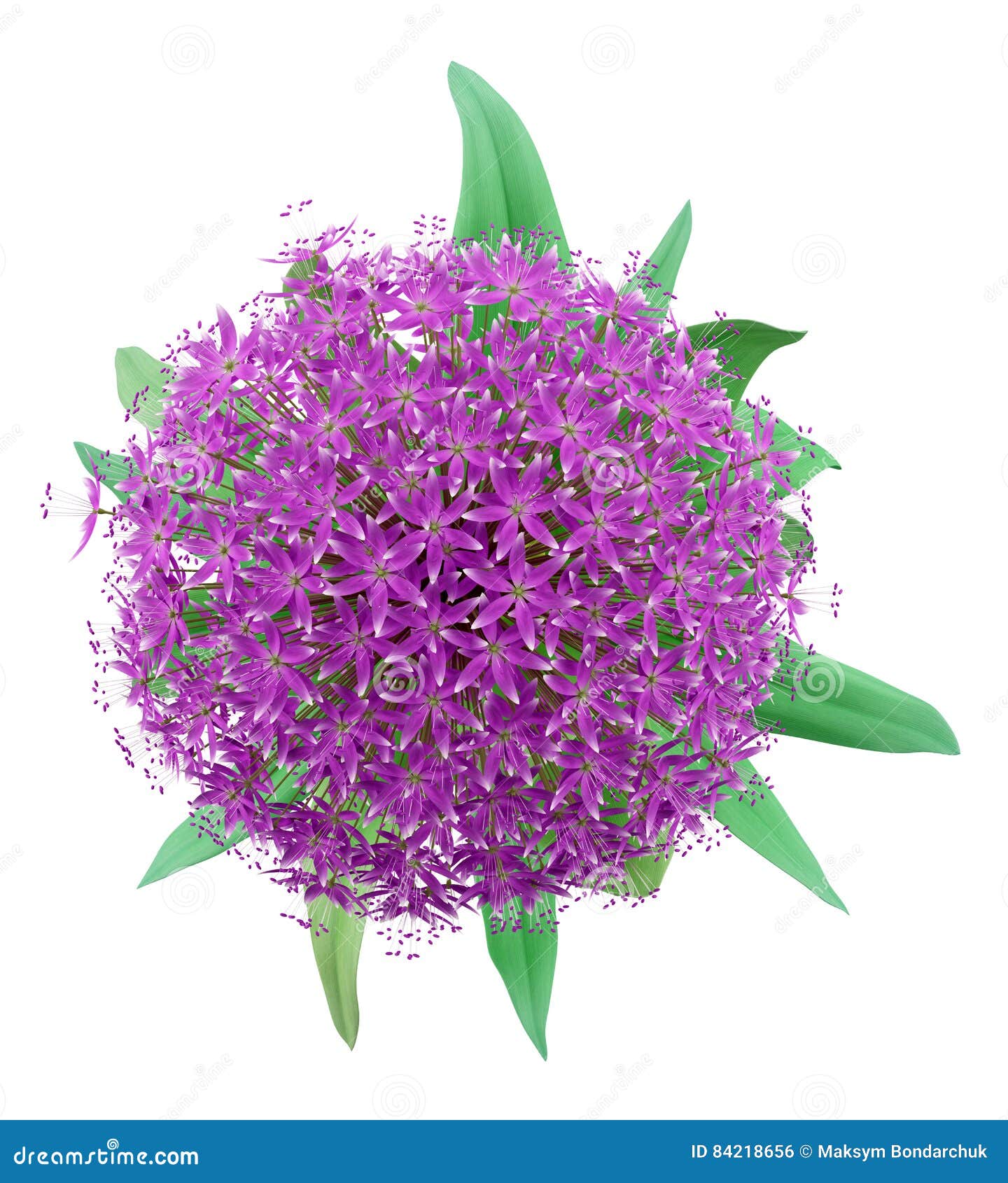 Allium Flower Vector Illustration Transparent Background ...