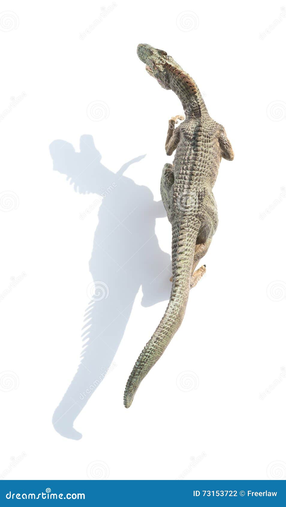 Top View Allosaurus Toy on White Background with Shadow Stock Photo ...